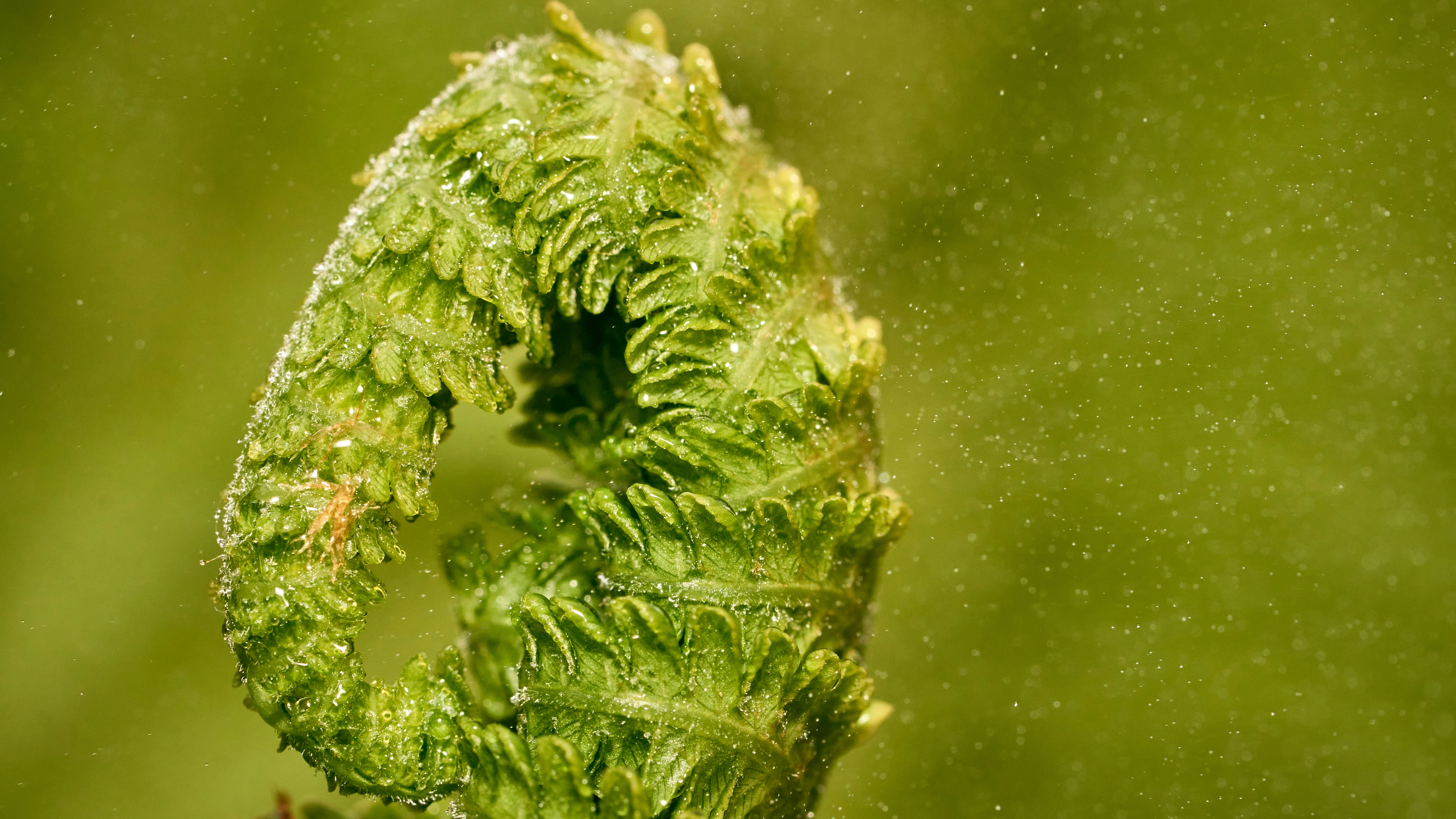 Emerald Fiddlehead: a dew-kissed spiral unfurling in quiet green
