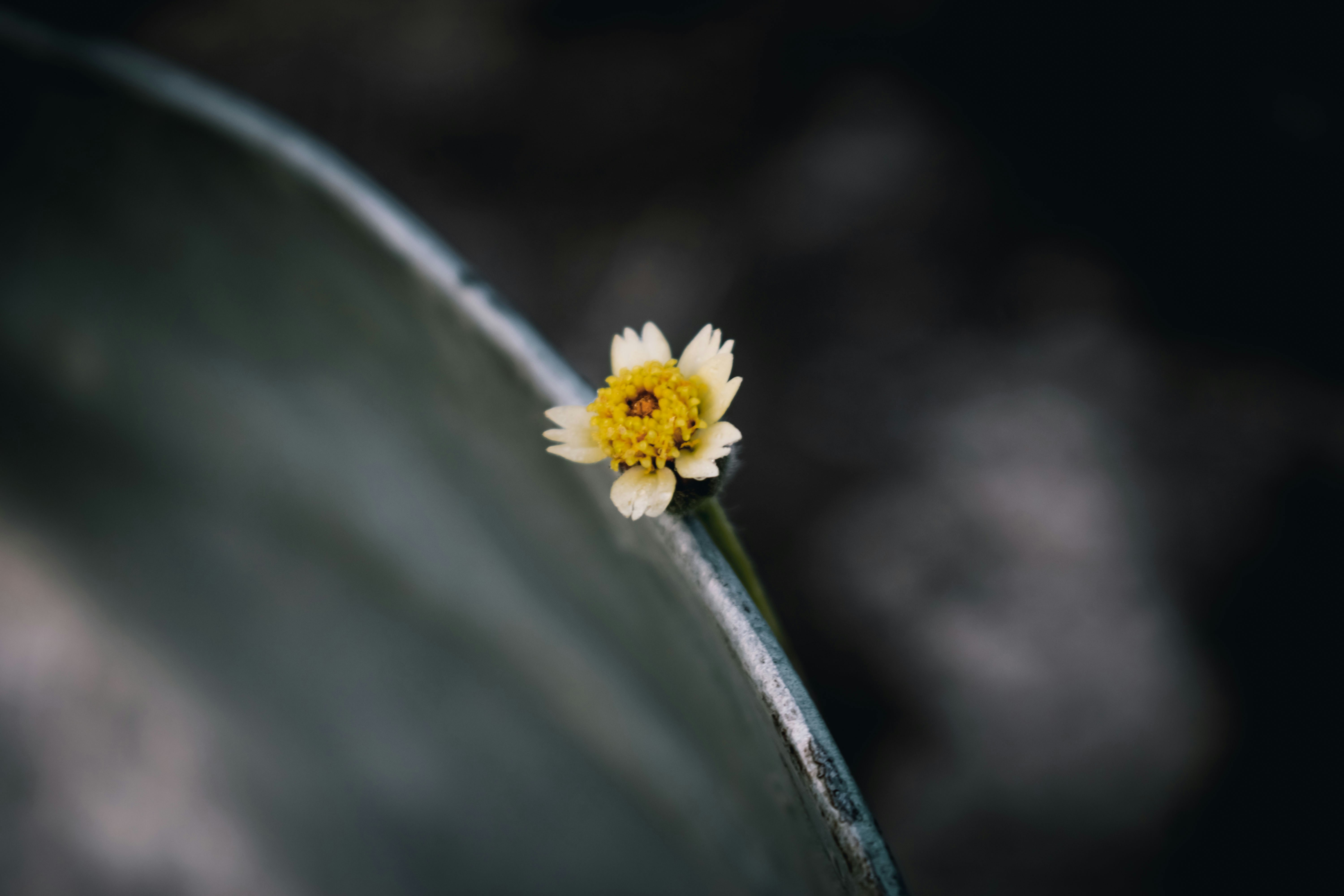 On the Curve's Edge: A Minute Daisy Clings to Light