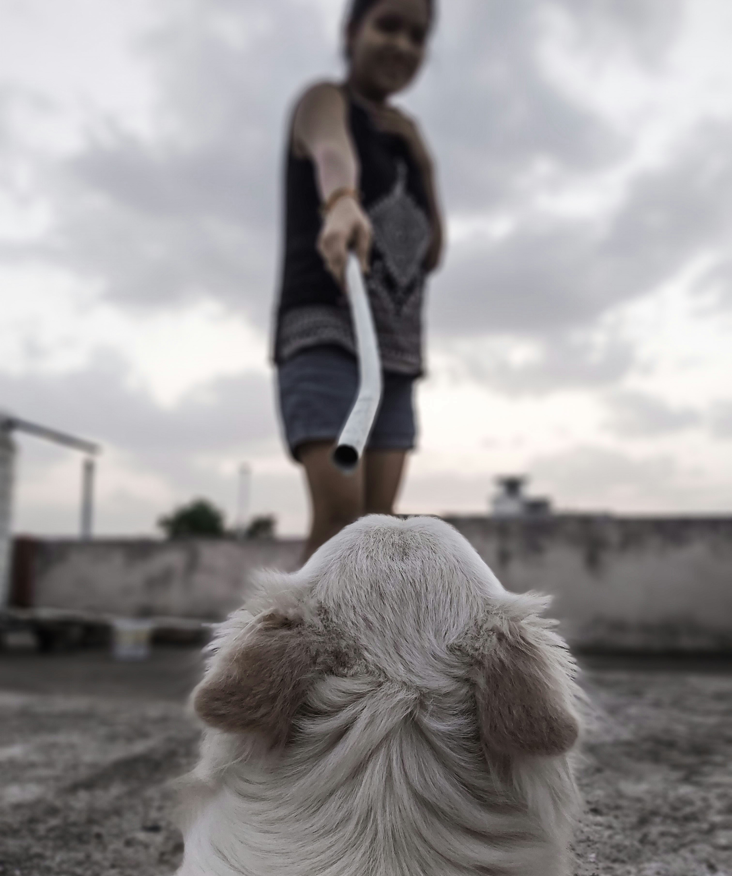 Nose-First Rooftop Selfie: A Dog Leads the Frame