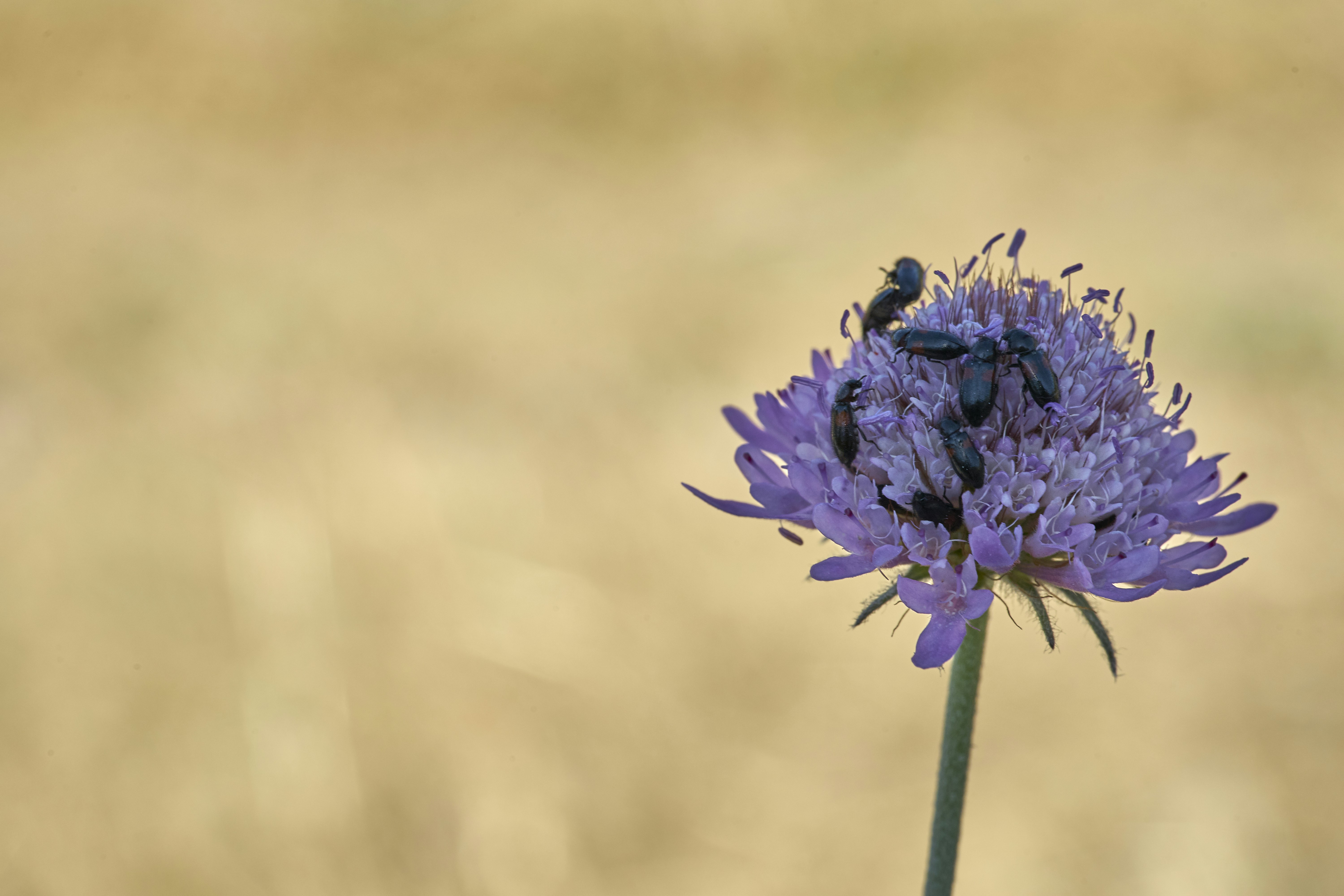purple flower in tilt shift lens