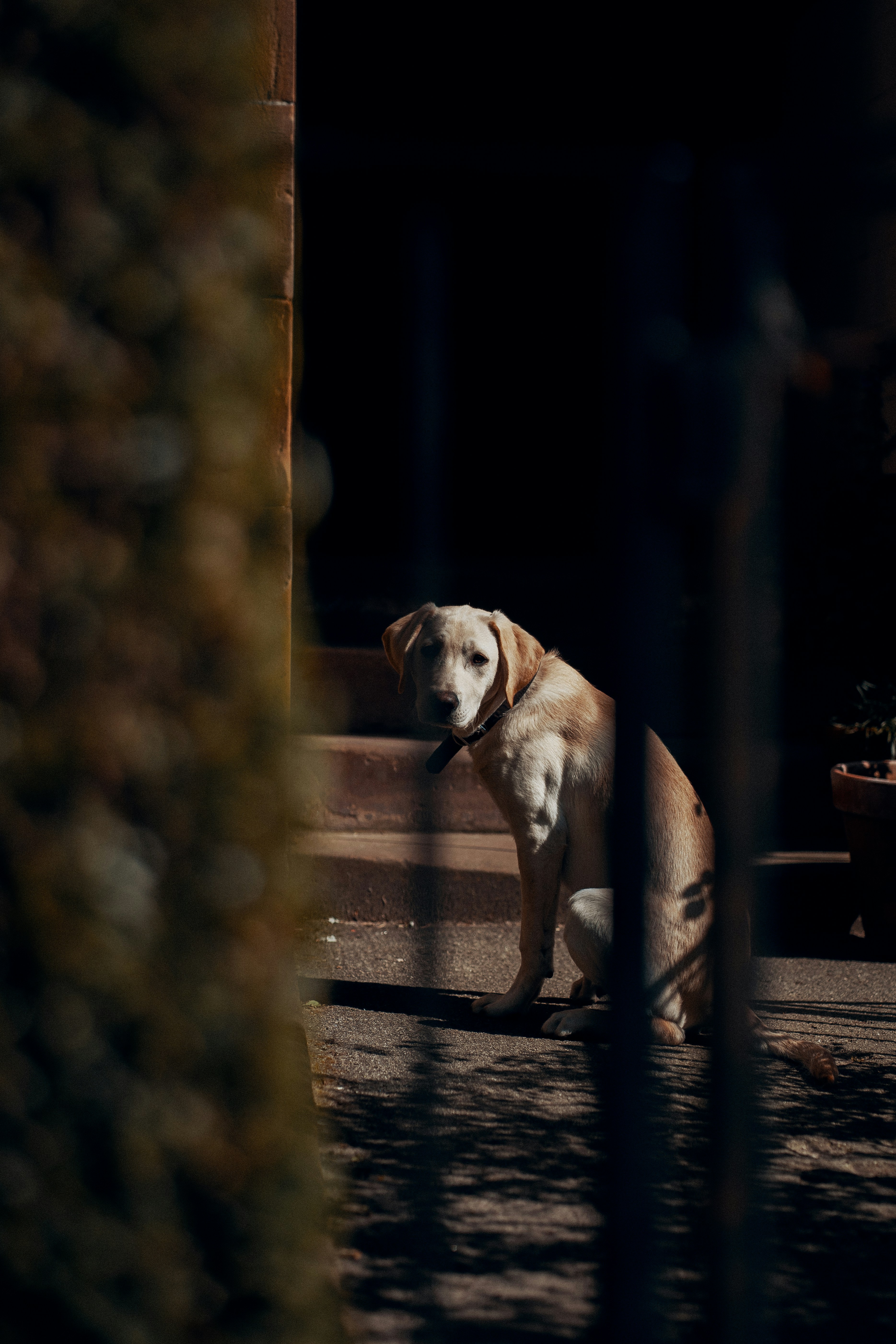 Dog sitting outside in the sun