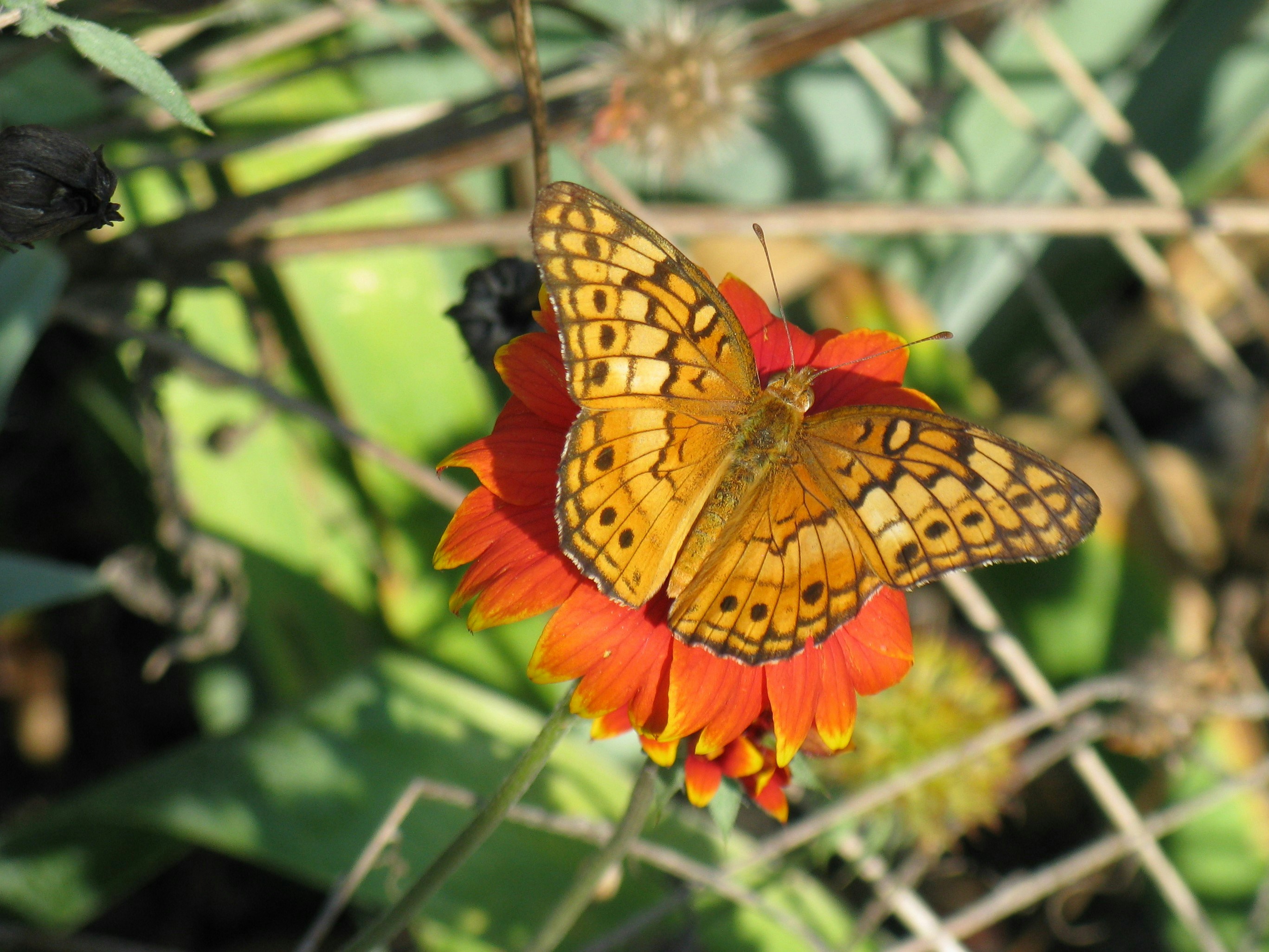 A vibrant butterfly perched on a colorful flower, showcasing intricate patterns and hues against a lush green backdrop.