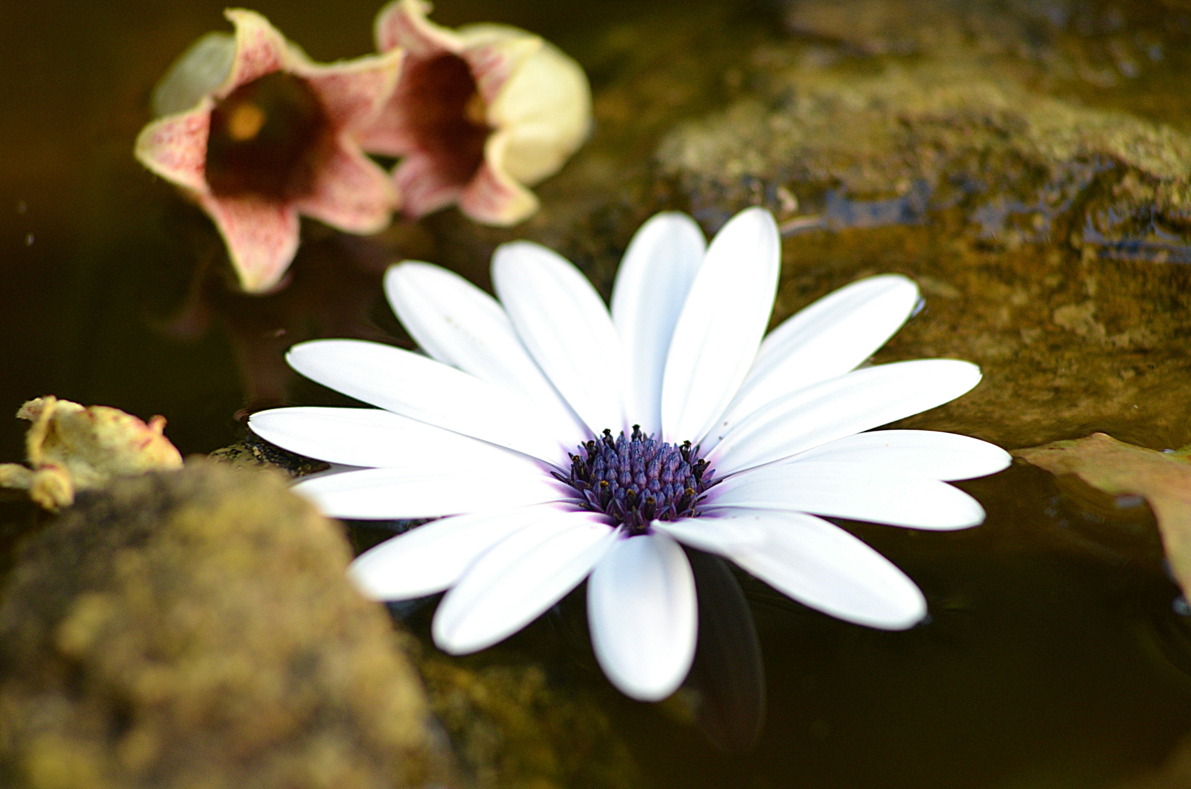 White Daisy in Calm Water with Rosette Petals