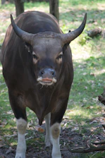 Empowering Climate-Resilient Bovine Genetics for Sustainable Farming ...