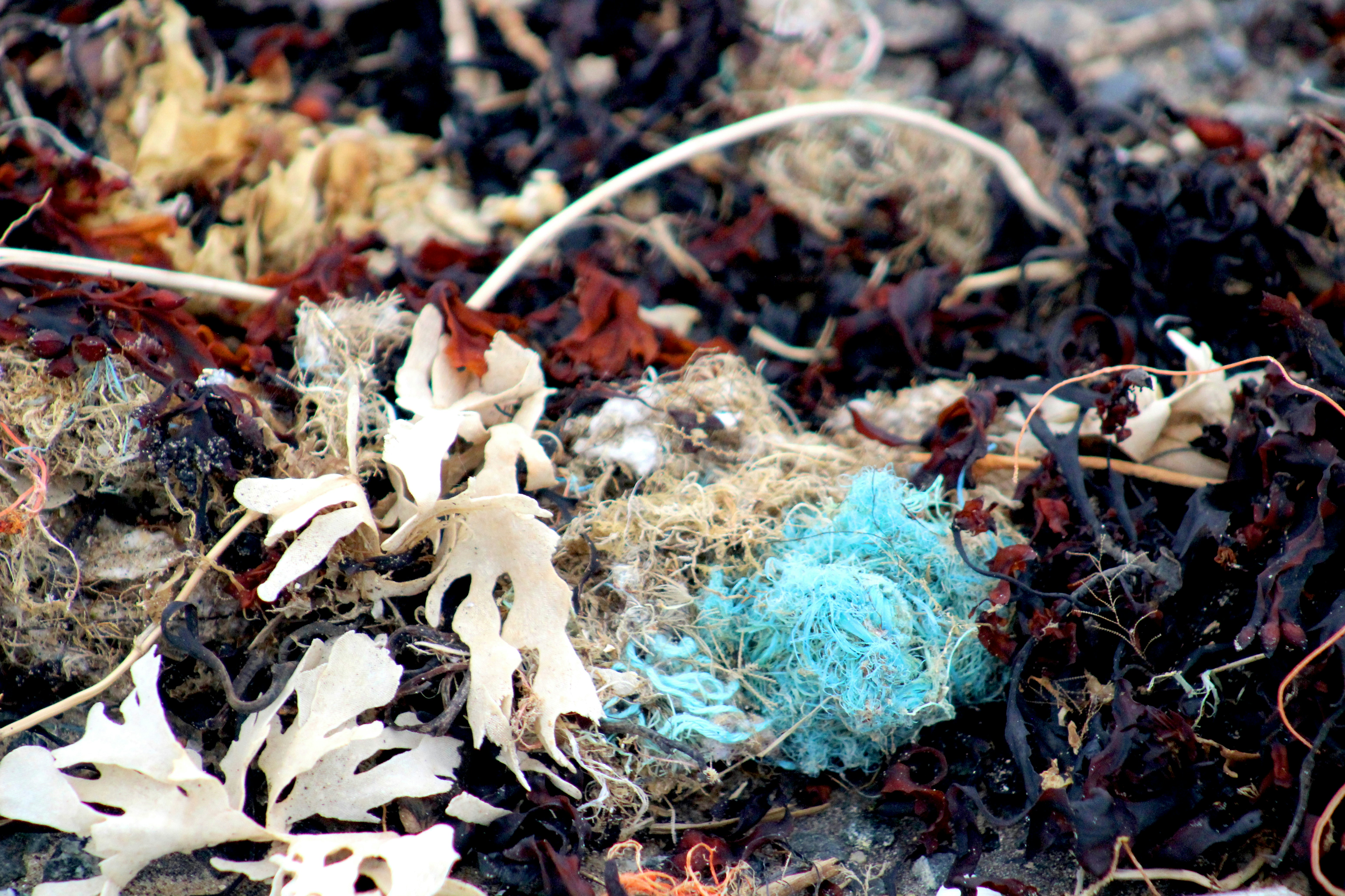 Beach debris with interesting texture and colours