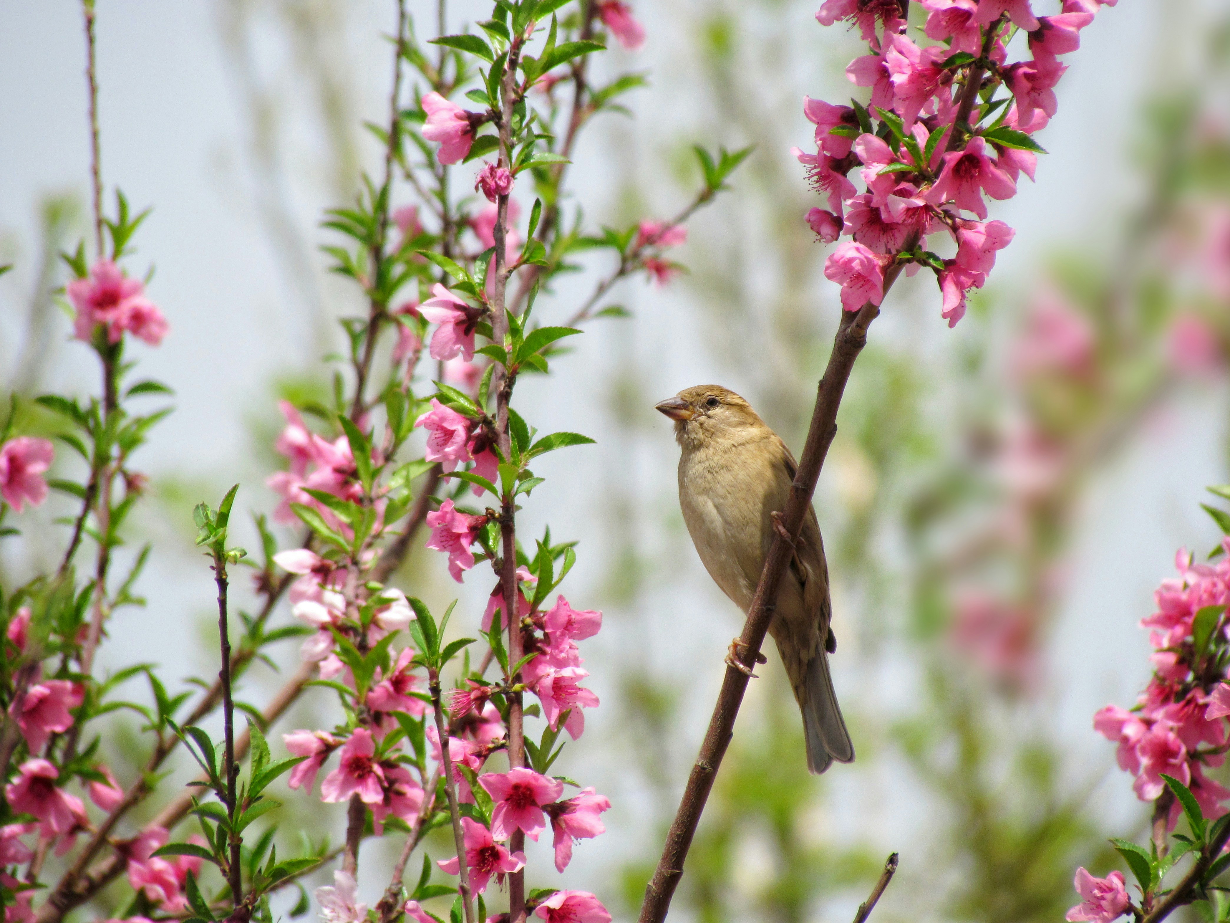 Sparrow perched on a branch surrounded by vibrant pink blossoms.