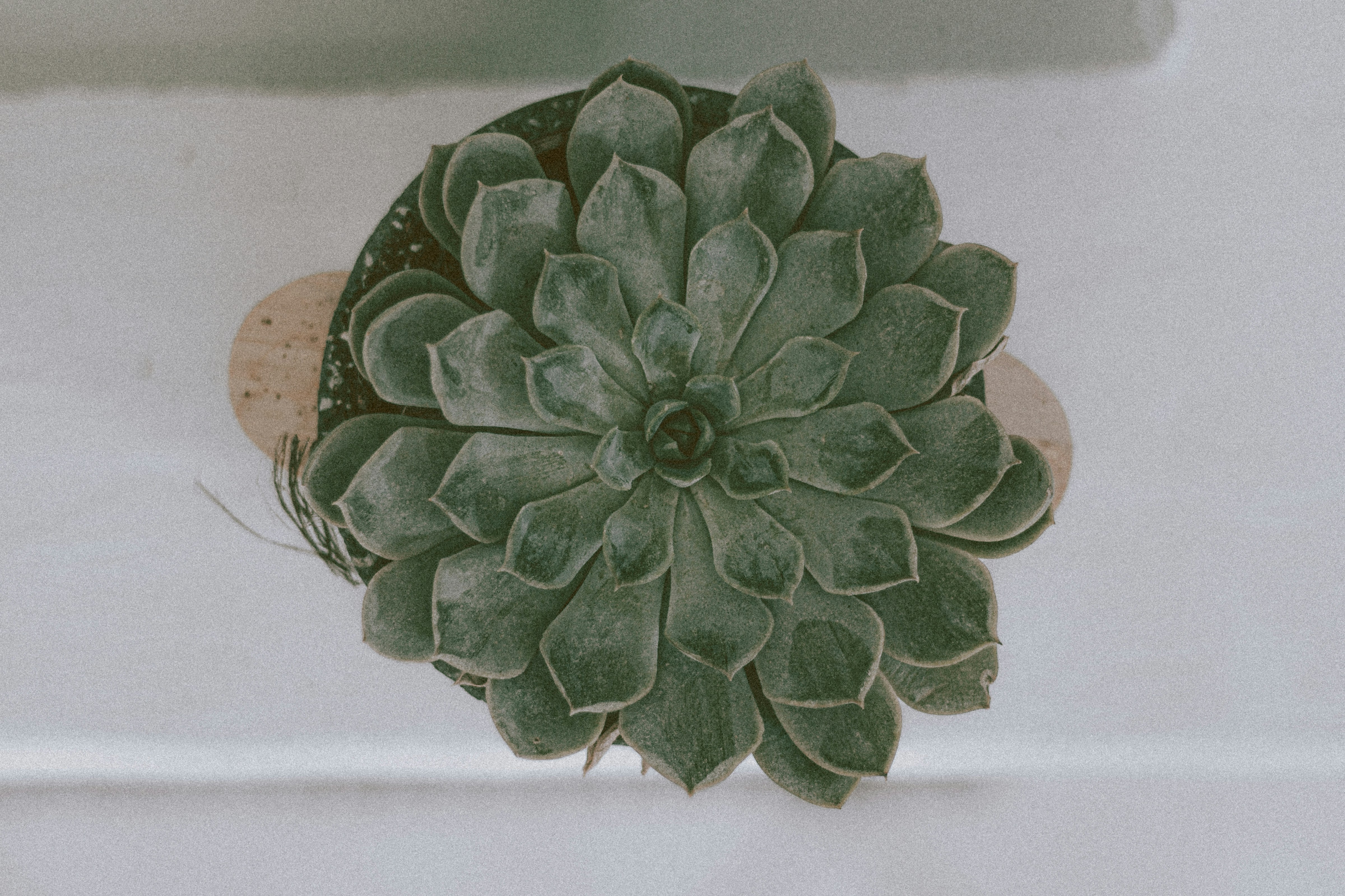 Top-Down Aglow: A Lone Rosette in Quiet Rotation