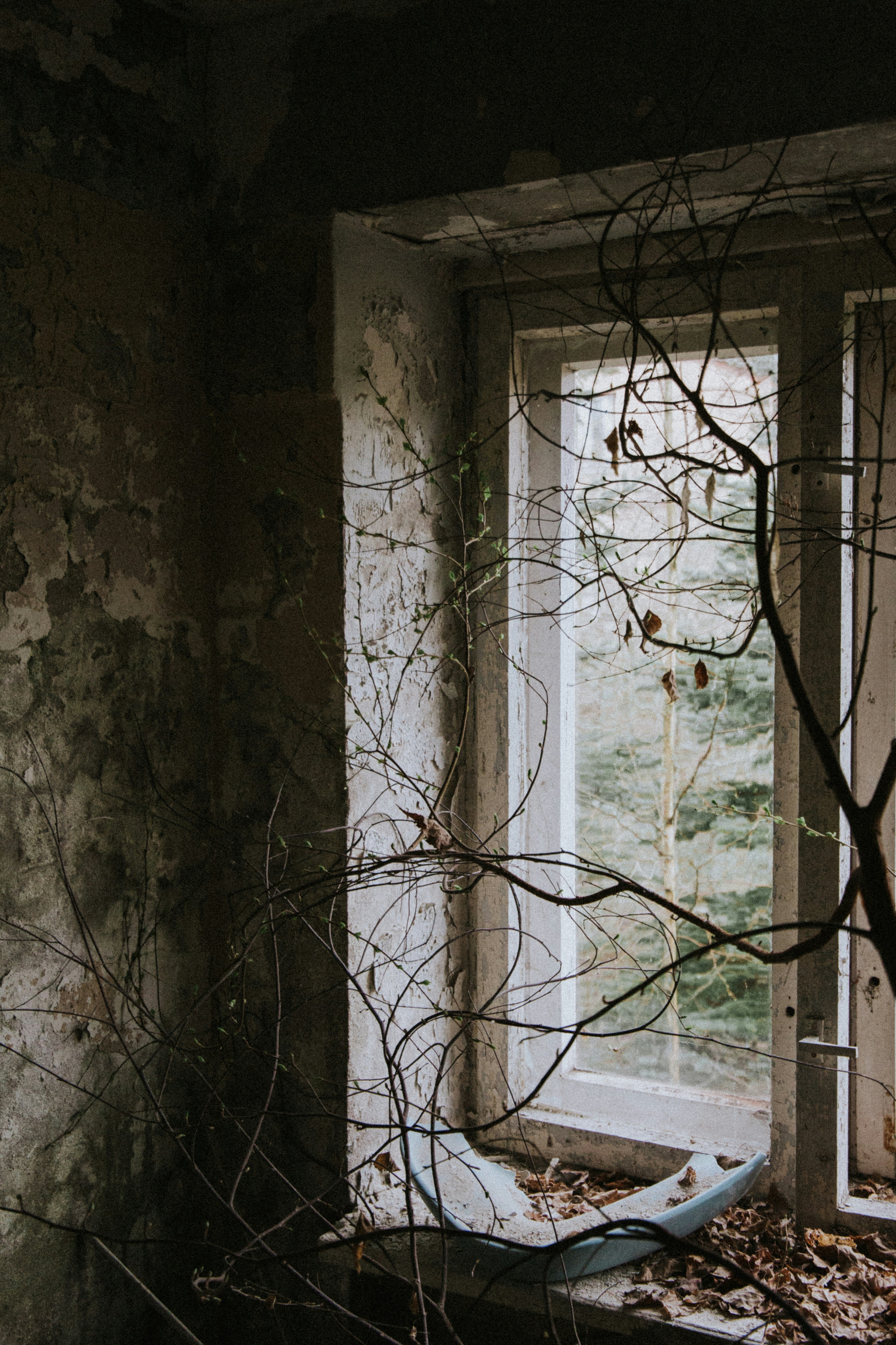 Abandoned room with a window surrounded by creeping vines and dried leaves, revealing a glimpse of nature reclaiming the space.