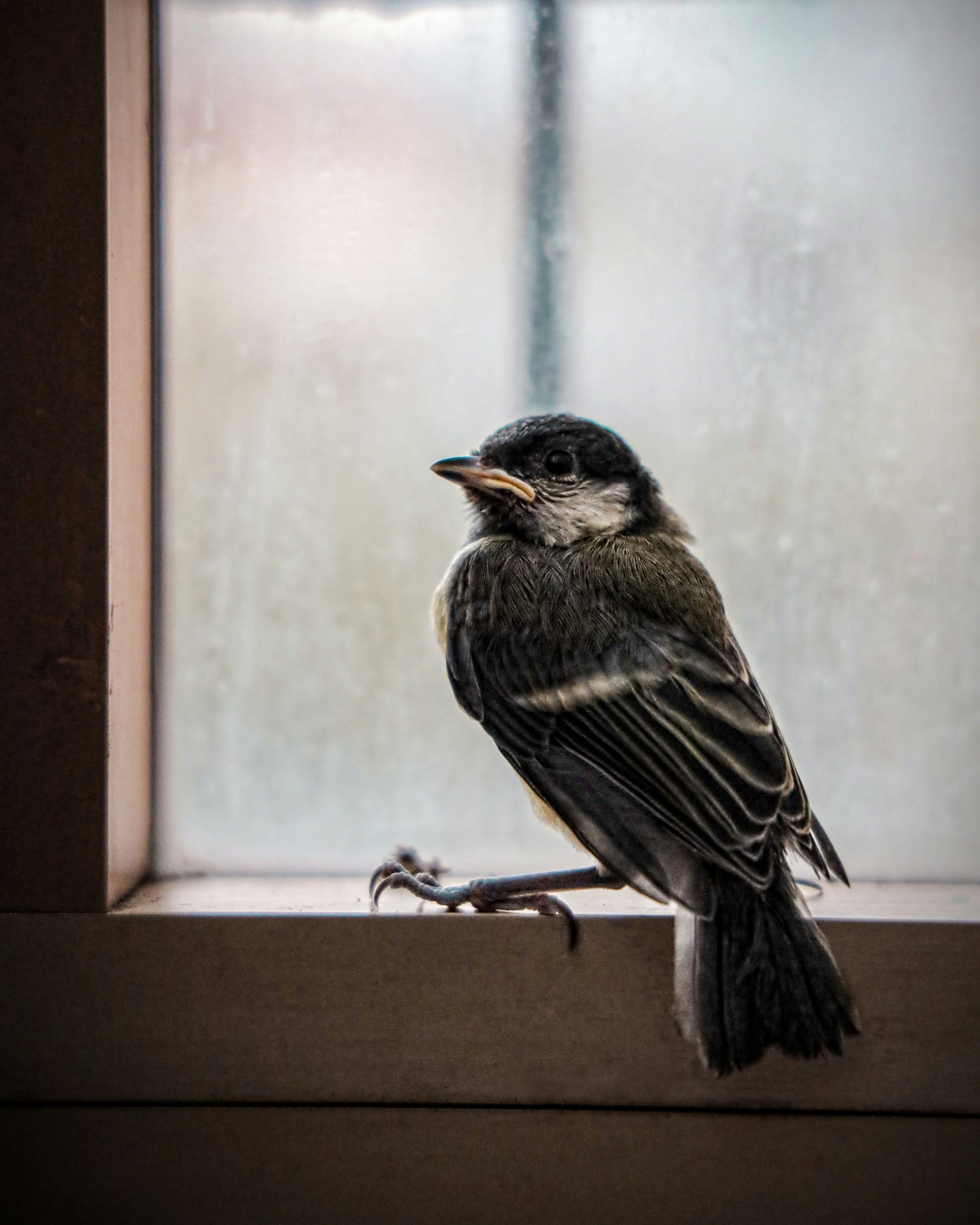 Framed on Frosted Glass: Window-Perched Warbler