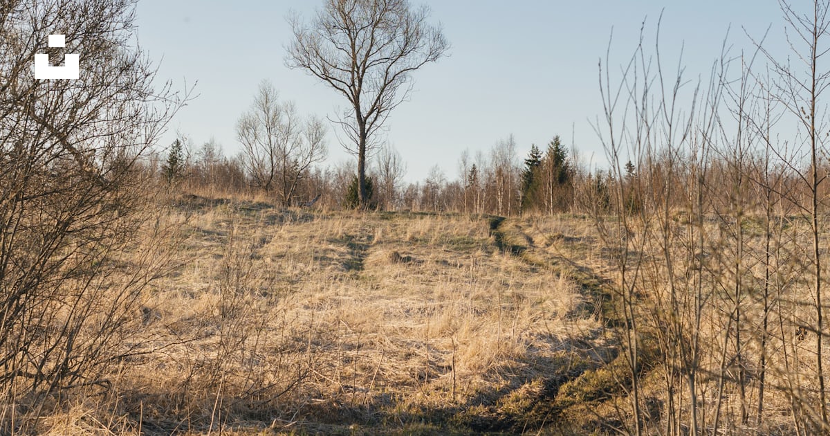 Brown Grass Near Body Of Water During Daytime Photo Free Outdoors Image On Unsplash