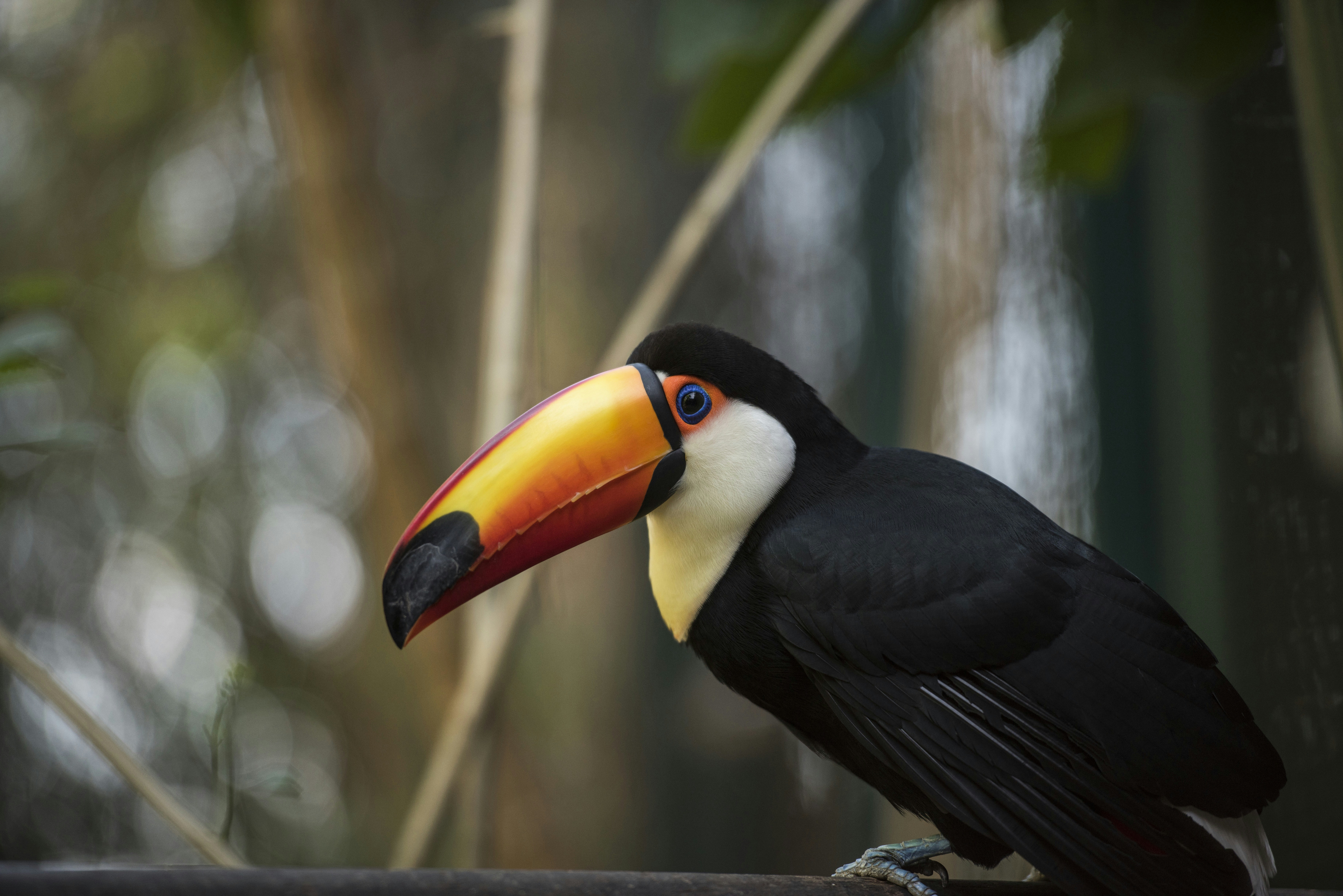 Tucan Pictures | Download Free Images on Unsplash