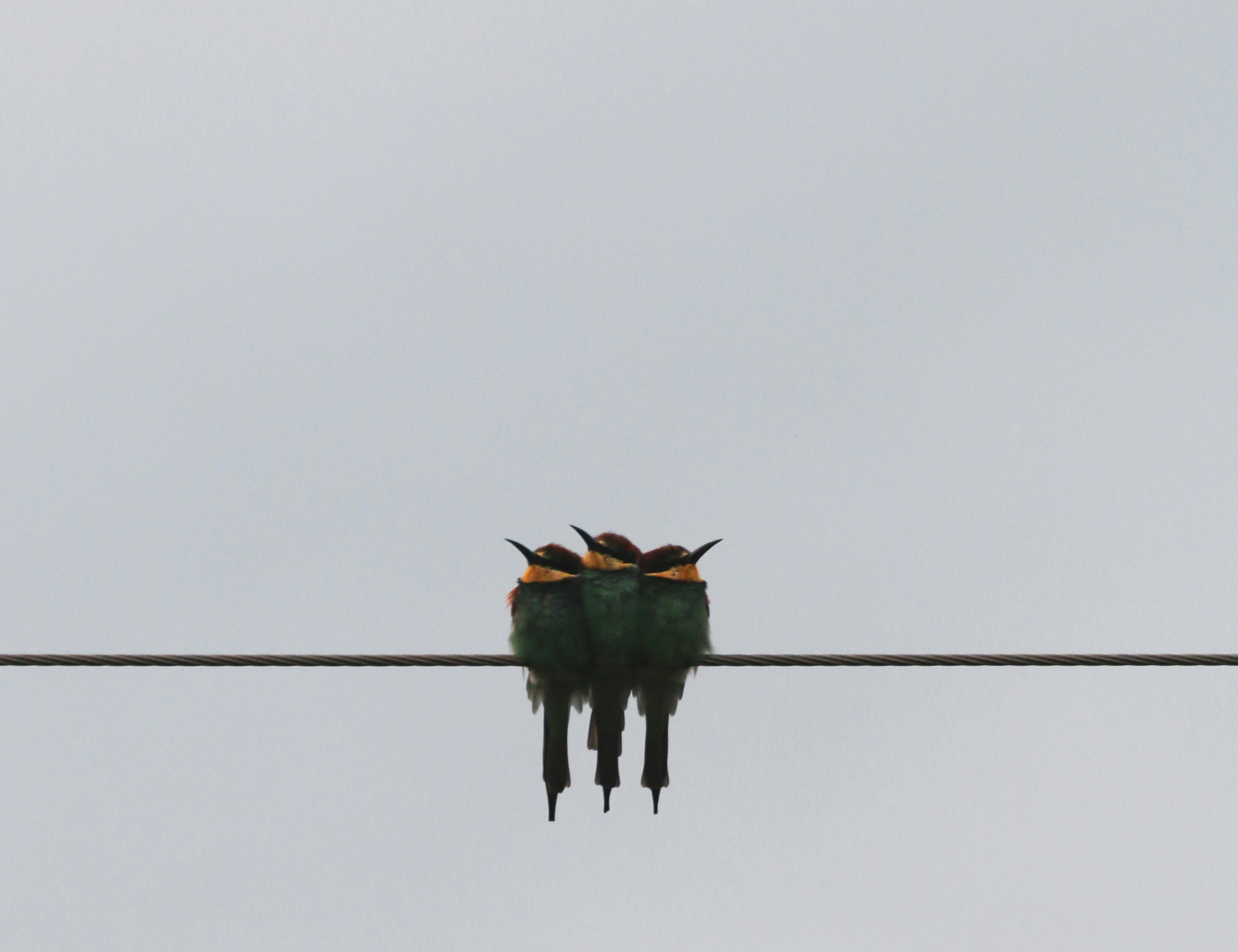 Triad on a Wire: Quiet Moment Under a Pale Sky