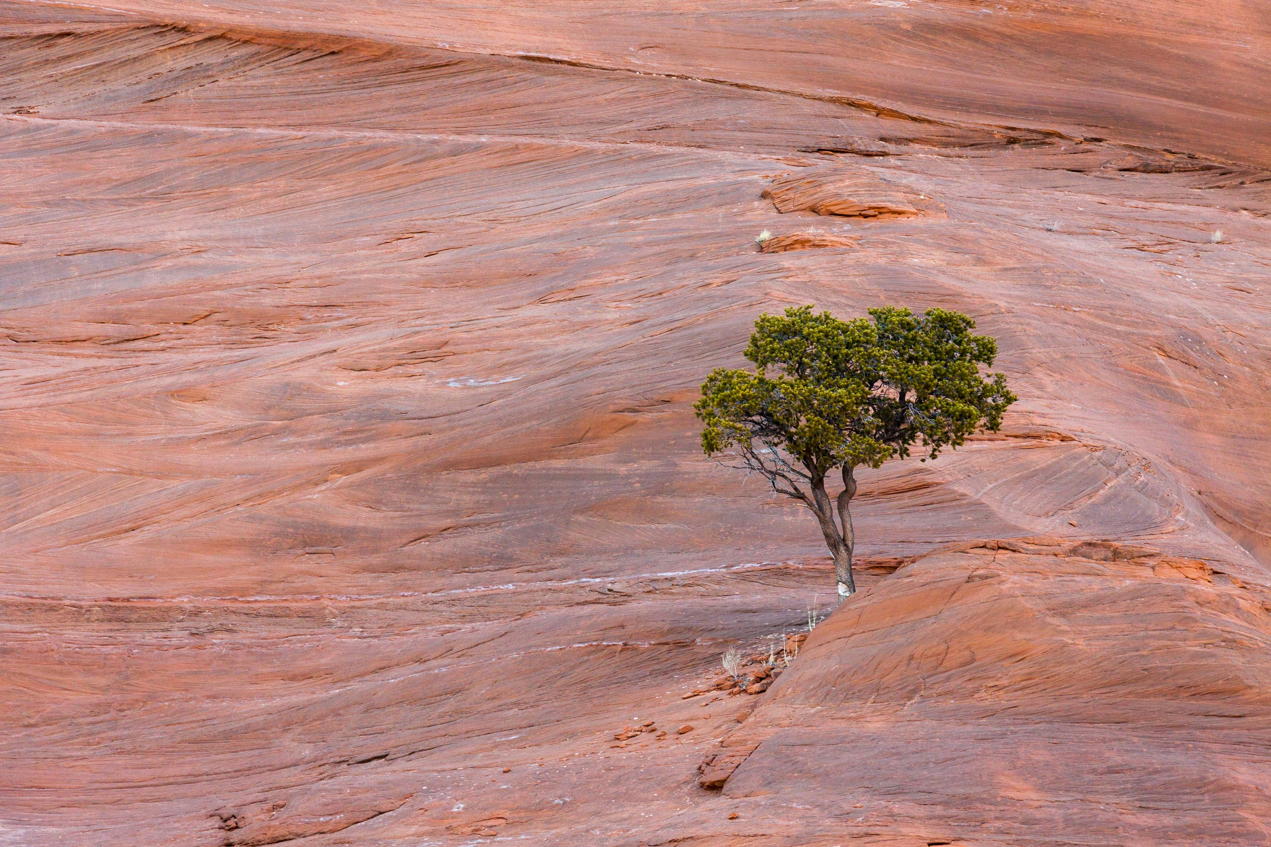Solitary Sentinel in the Desert