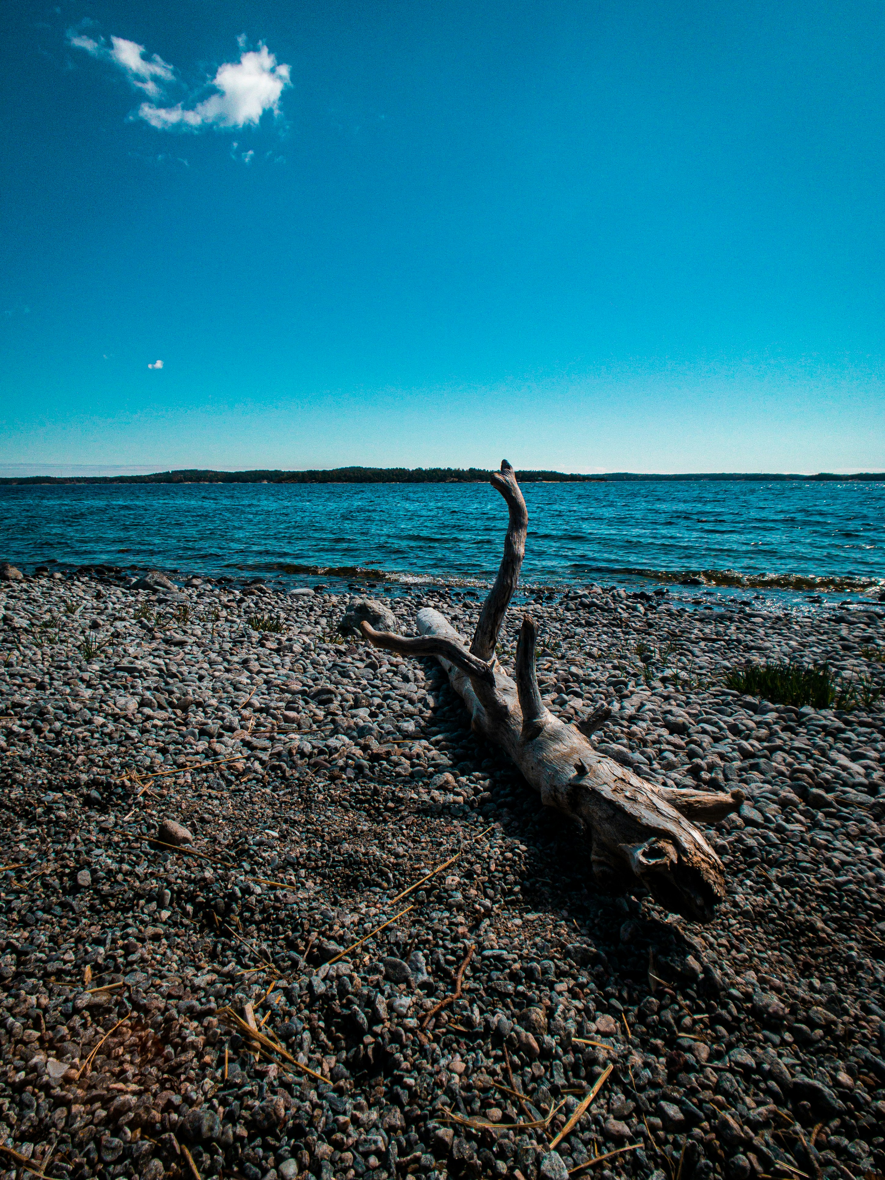 Driftwood on the Pebbled Shore: Quiet Blue Horizon