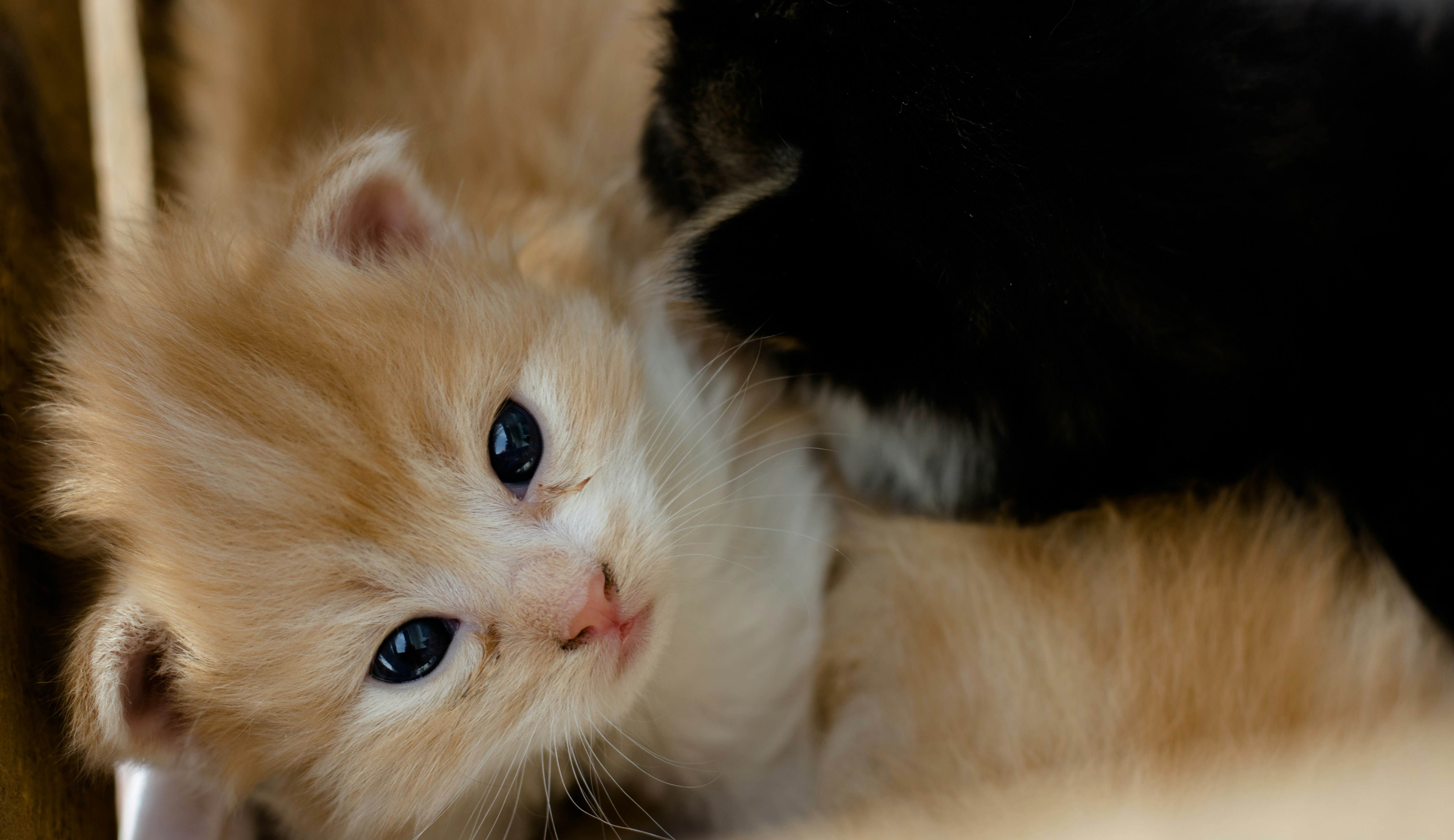 Kitty Cute Innocams Pictures | Download Free Images on Unsplash