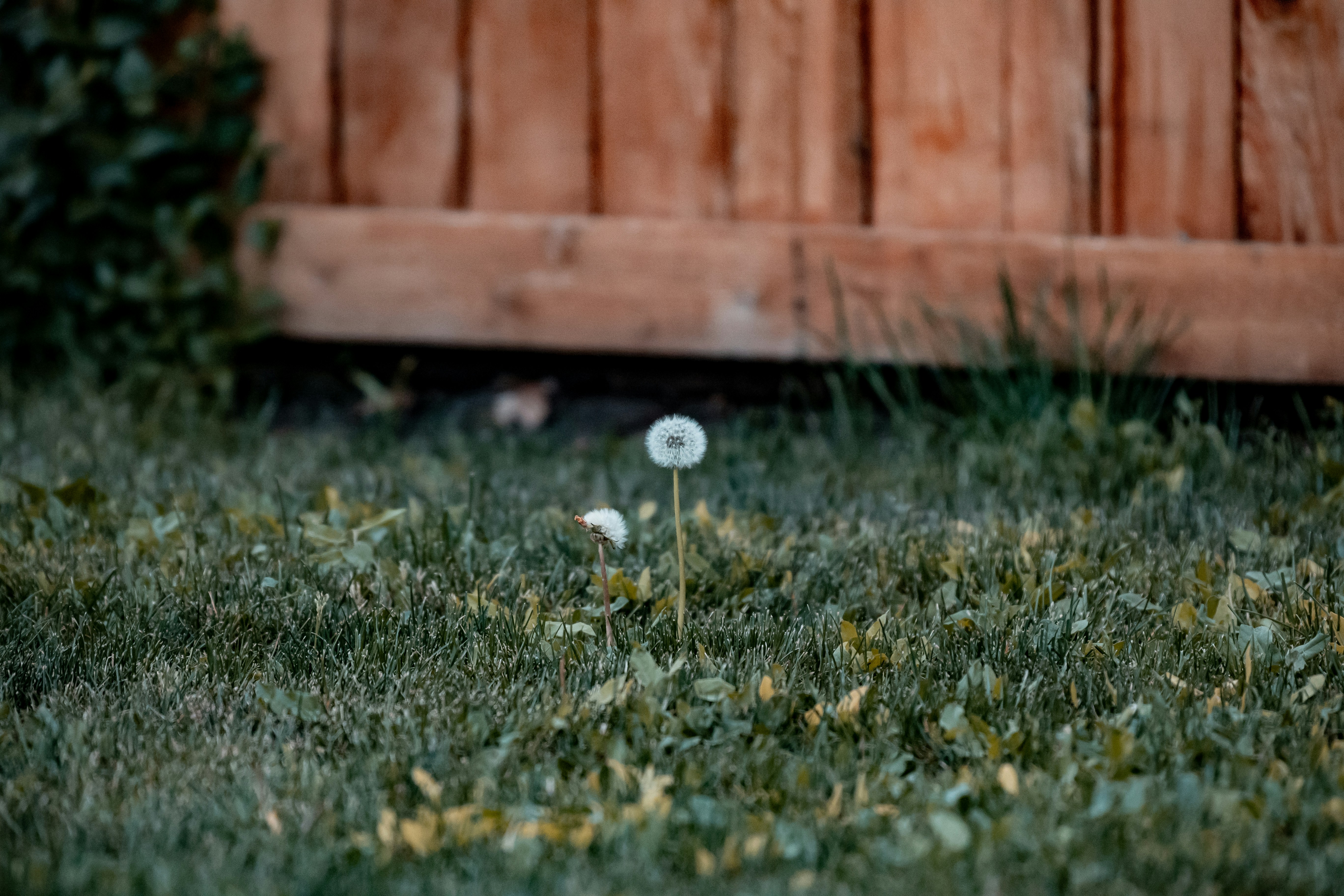 Two Dandelion Seed Heads Standing Guard by a Weathered Fence