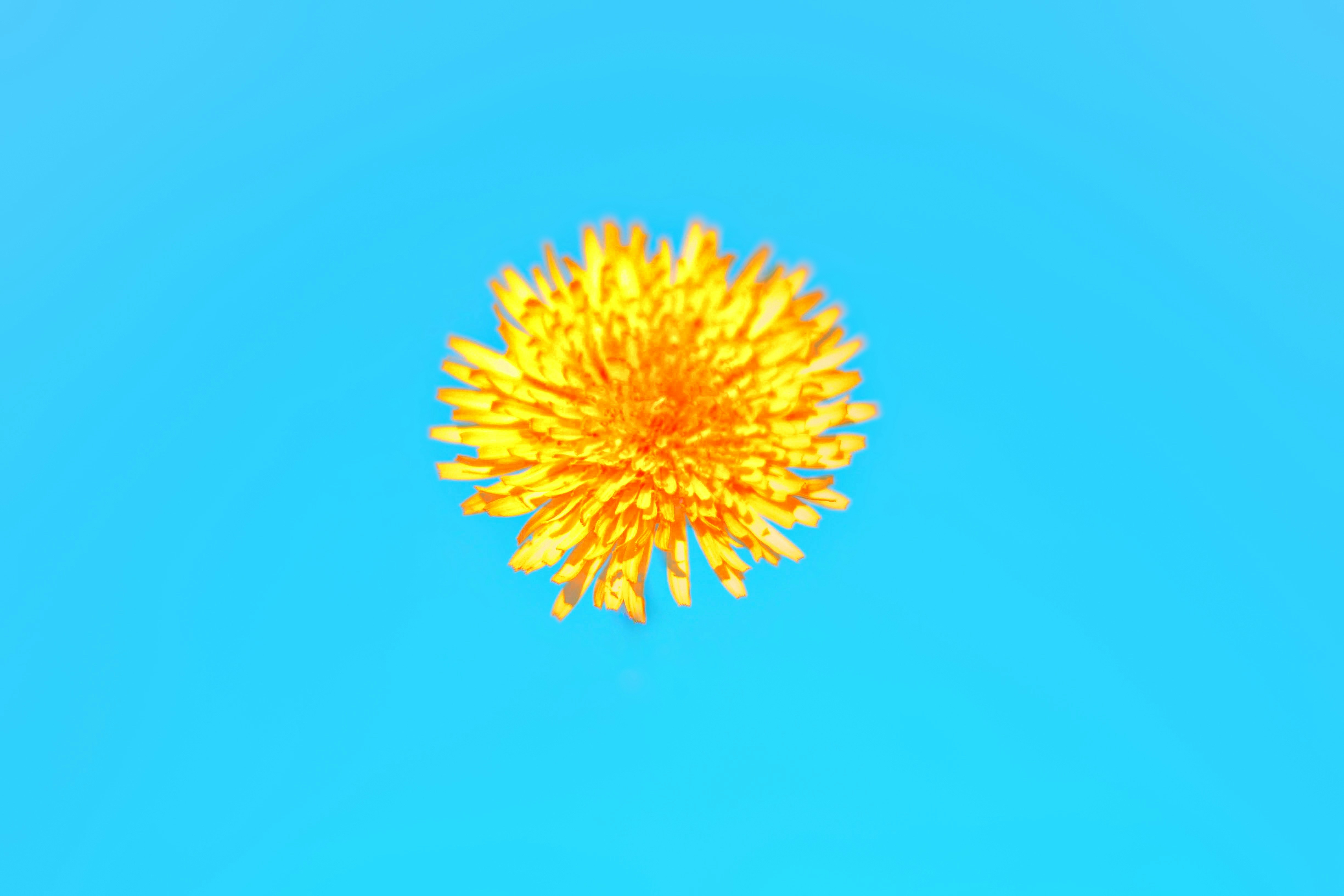 Azure Stage: A Golden Bloom on a Sky-Blue Canvas
