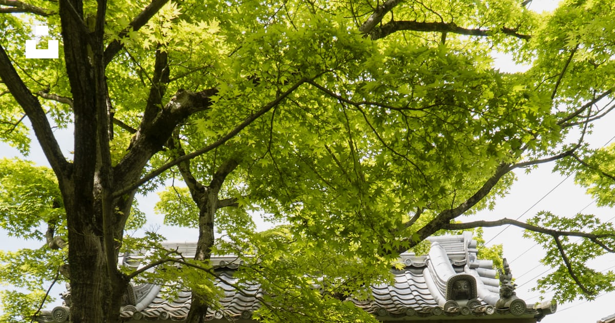日中の緑の木の近くの茶色の木製のドアの写真 Unsplashの緑の無料画像
