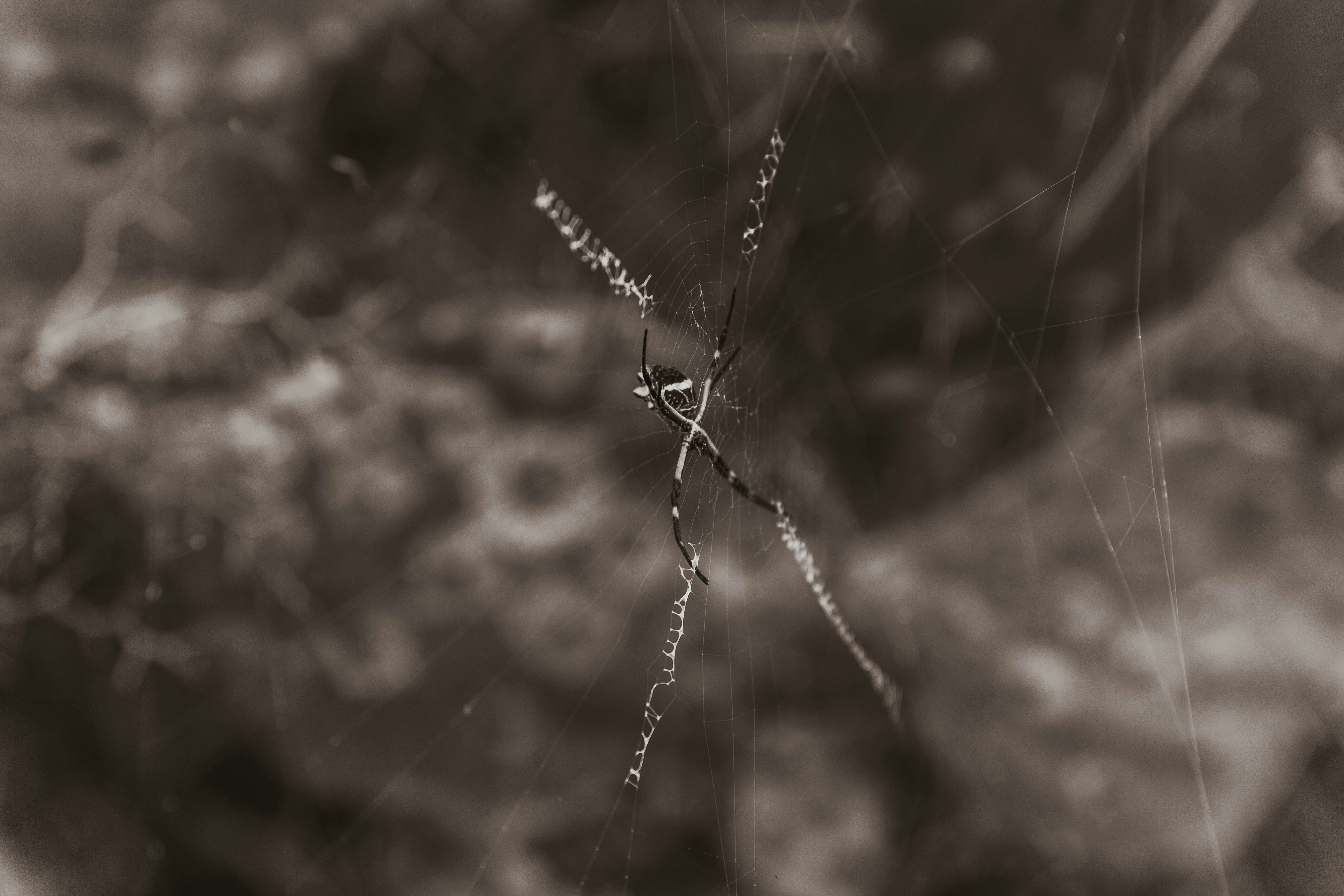 Grayscale photo of spider web photo – Free Grey Image on Unsplash