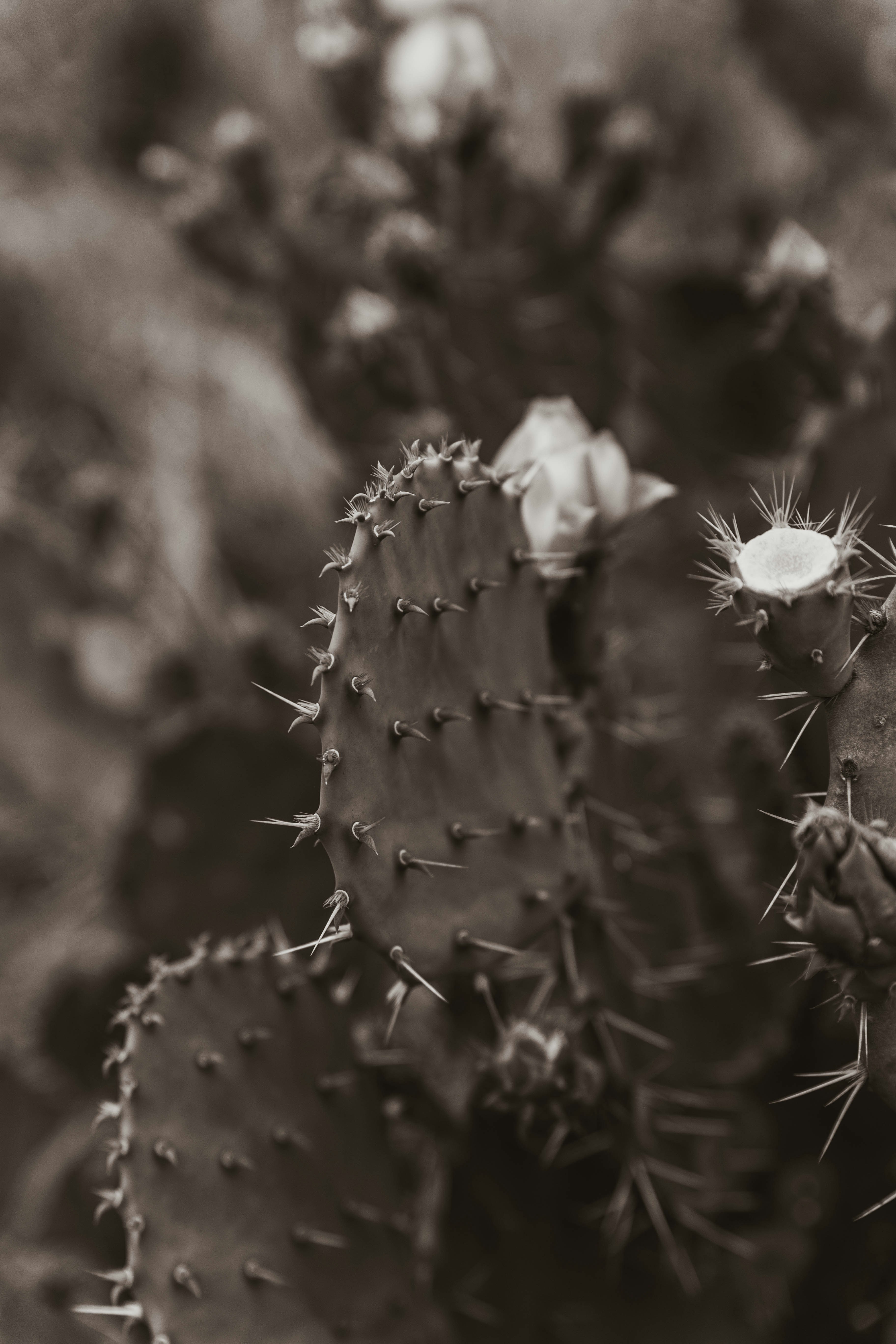Close-up of a cactus with prominent spines and delicate blooms against a blurred background, highlighting its unique textures and forms.