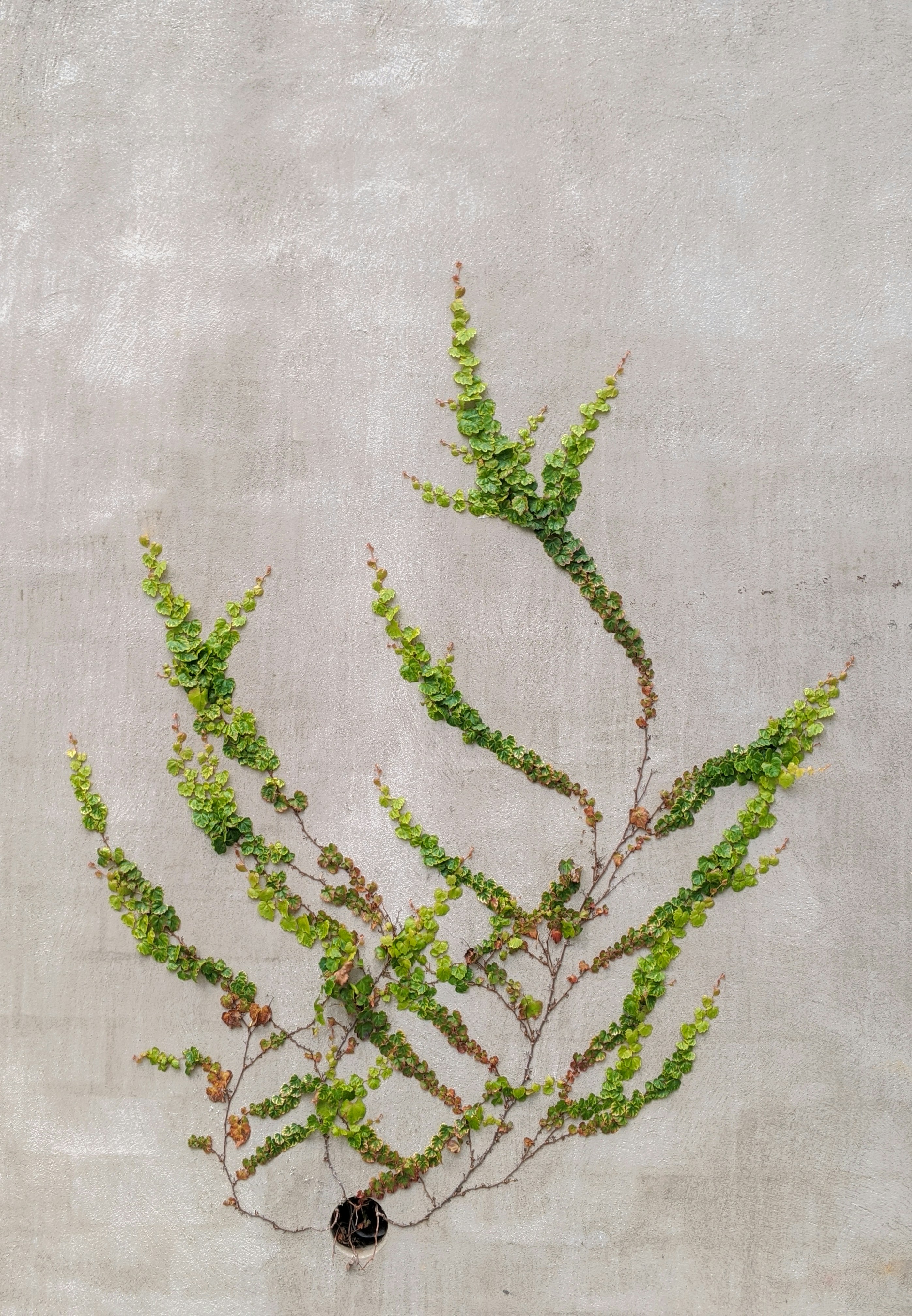 green and brown plant on white textile