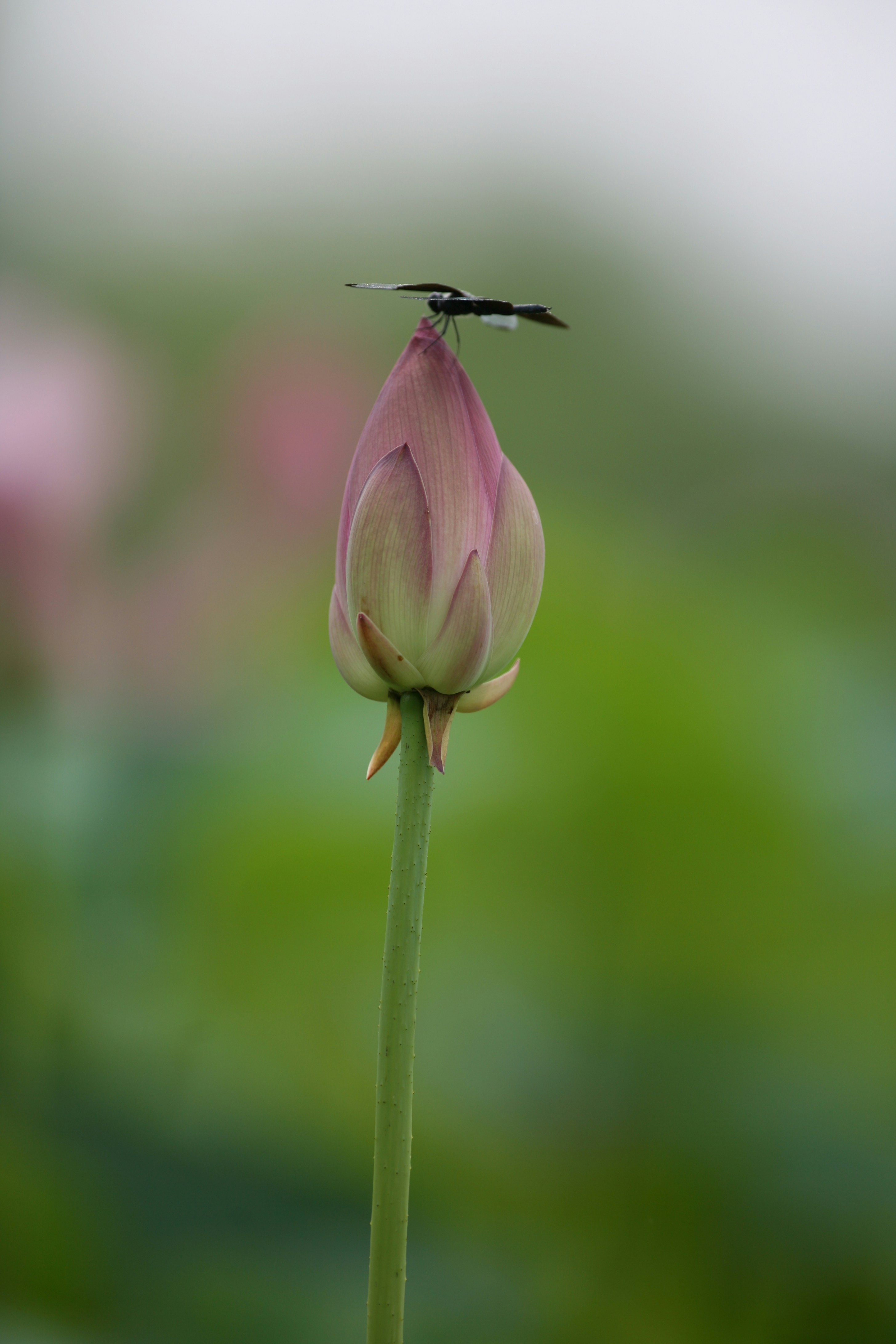 Dragonfly Patrols a Pink Lotus Bud in Soft Garden Light