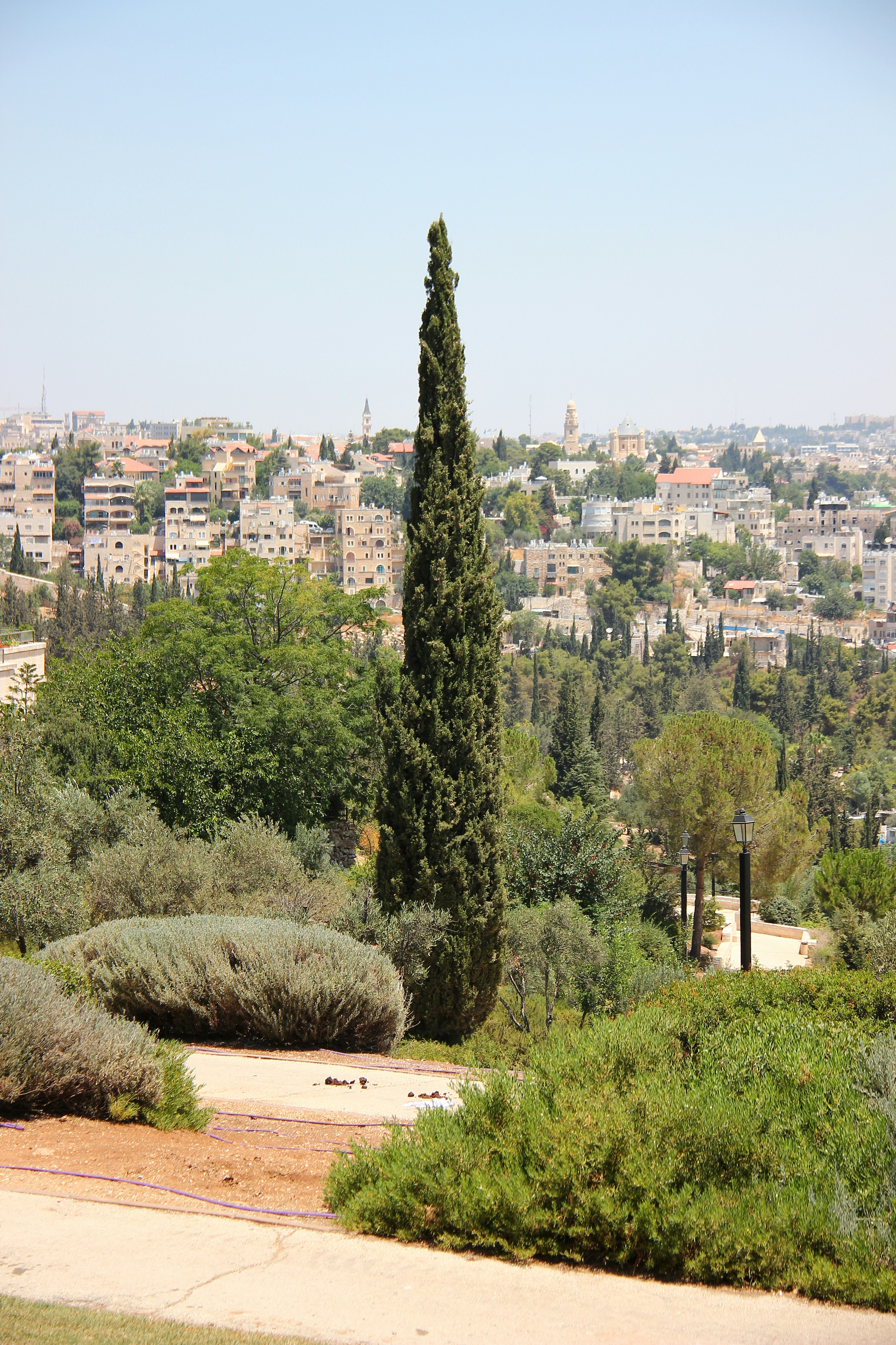 Tall Cypress Sentinel Over a Mediterranean Hill Town