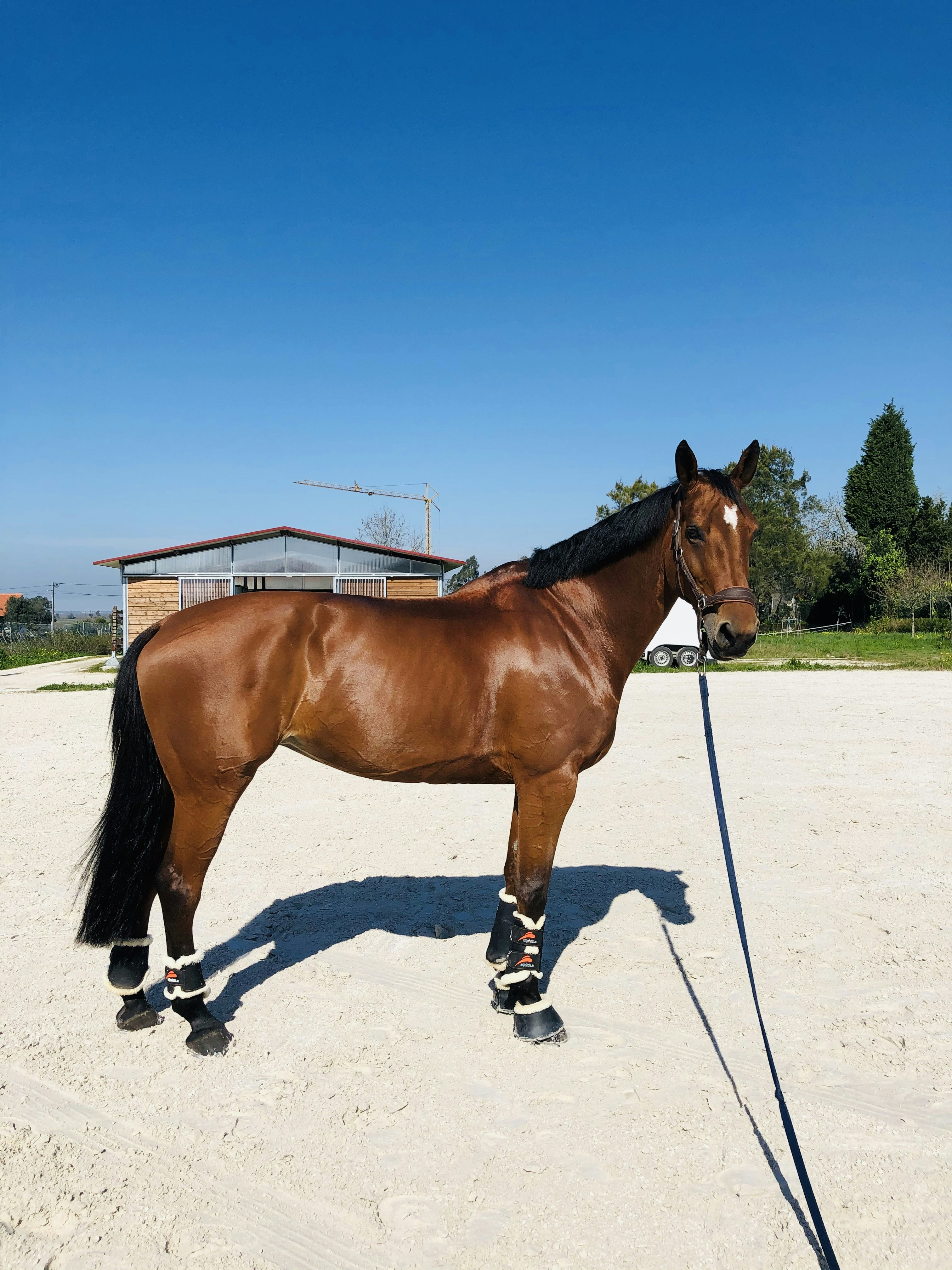 Chestnut Thoroughbred in an Open Arena