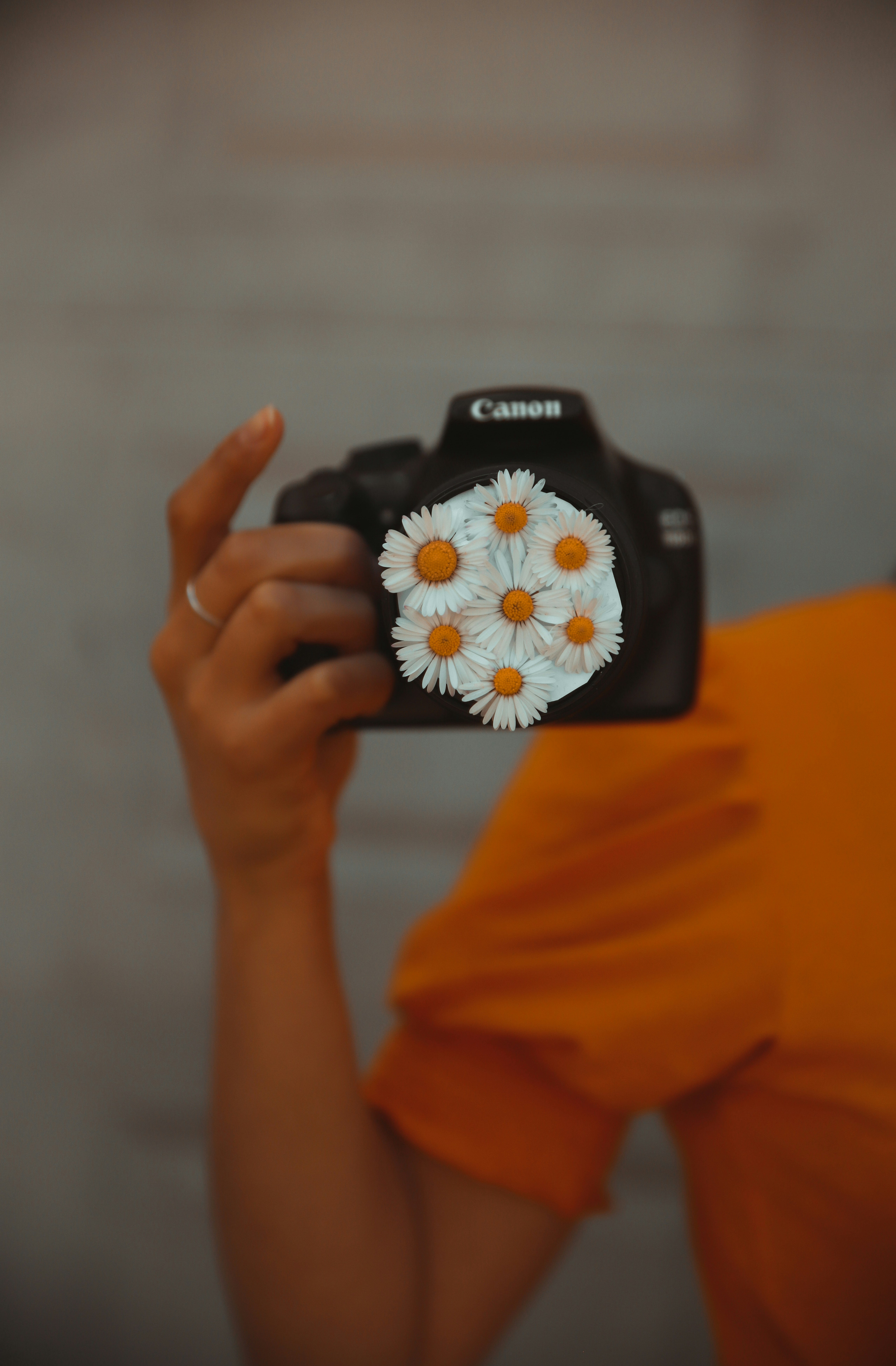 person holding white and yellow flower
