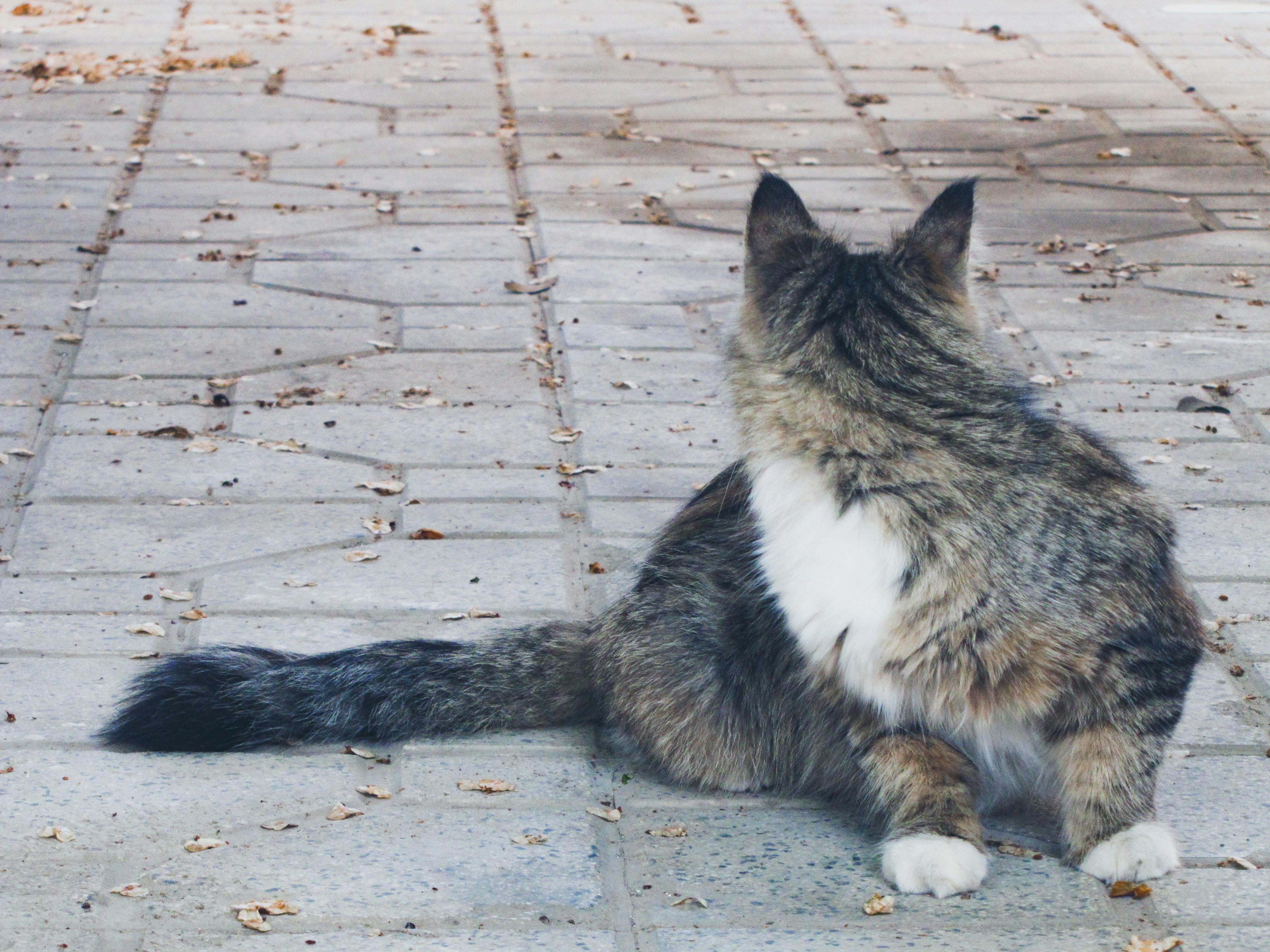 Tail Sweep on the Tiled Path