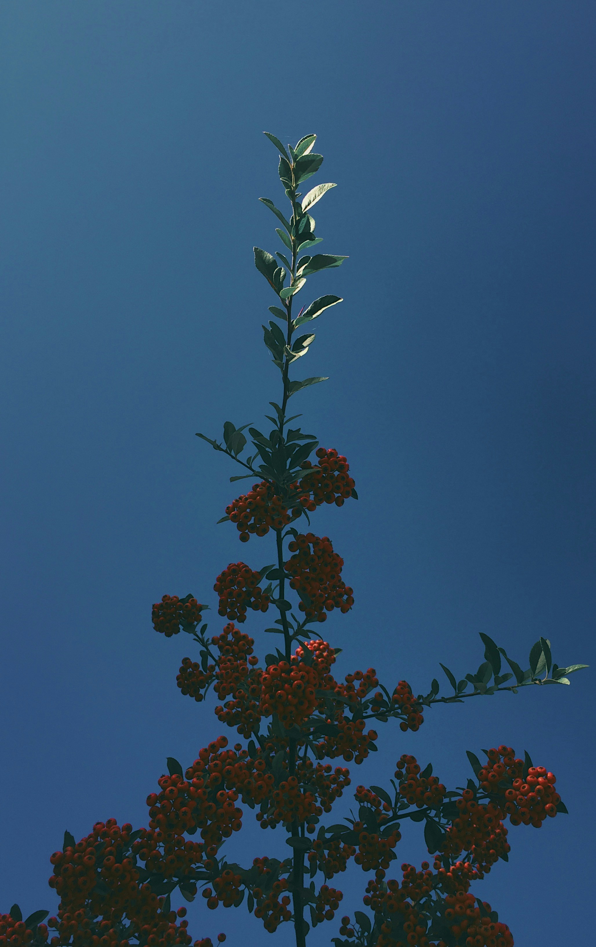 red and green leaves on tree