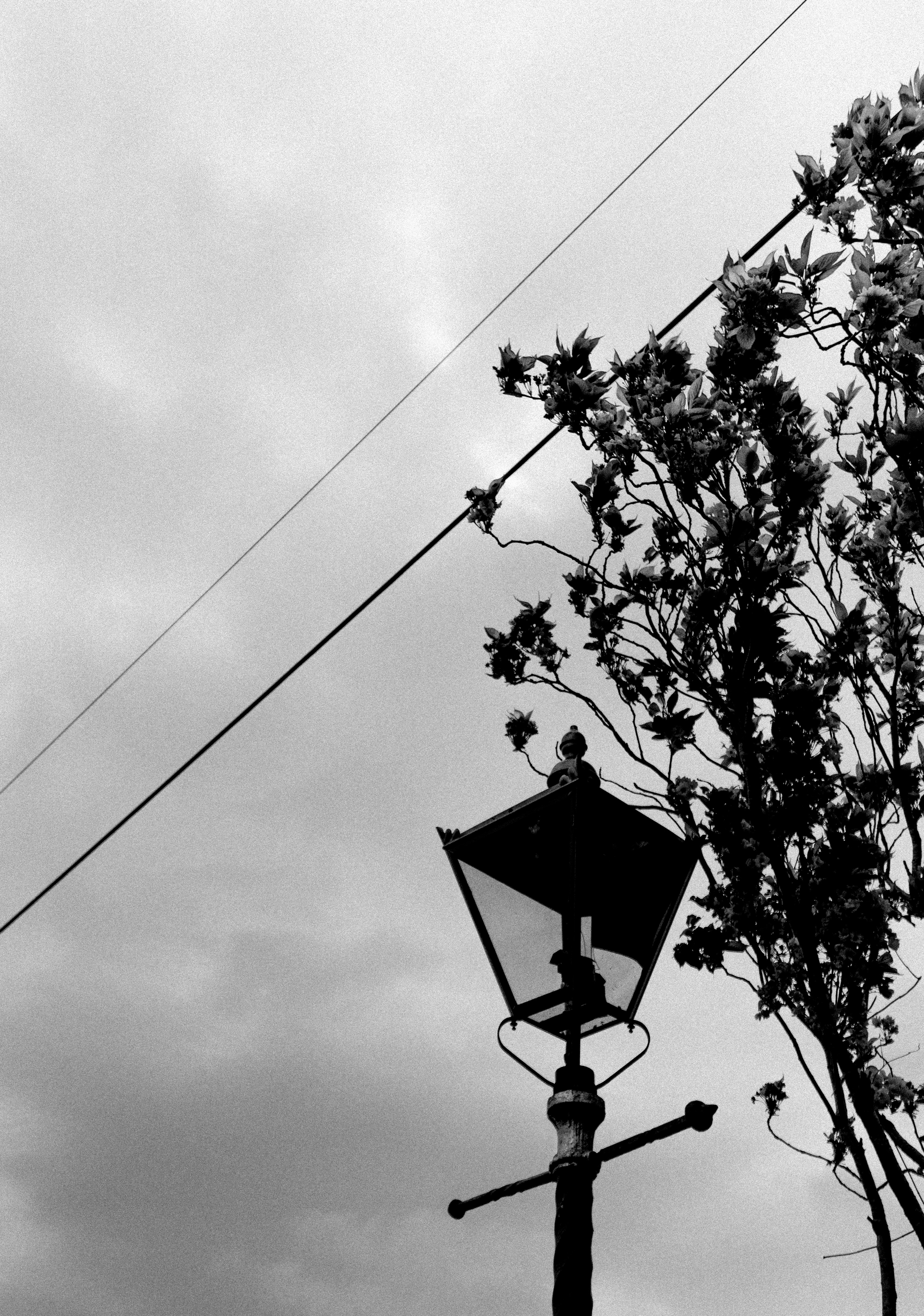 A vintage streetlamp stands tall among the branches of a flowering tree, silhouetted against a cloudy sky. The interplay of light and shadow creates a moody atmosphere.