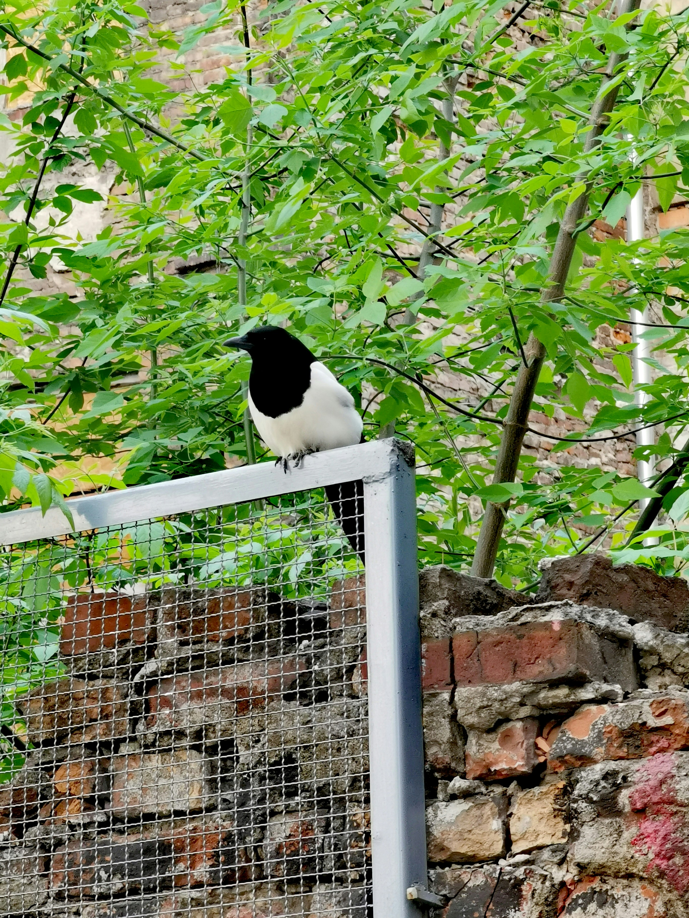 Hooded Crow Perches on a Gate Framed by Greenery and Weathered Brick