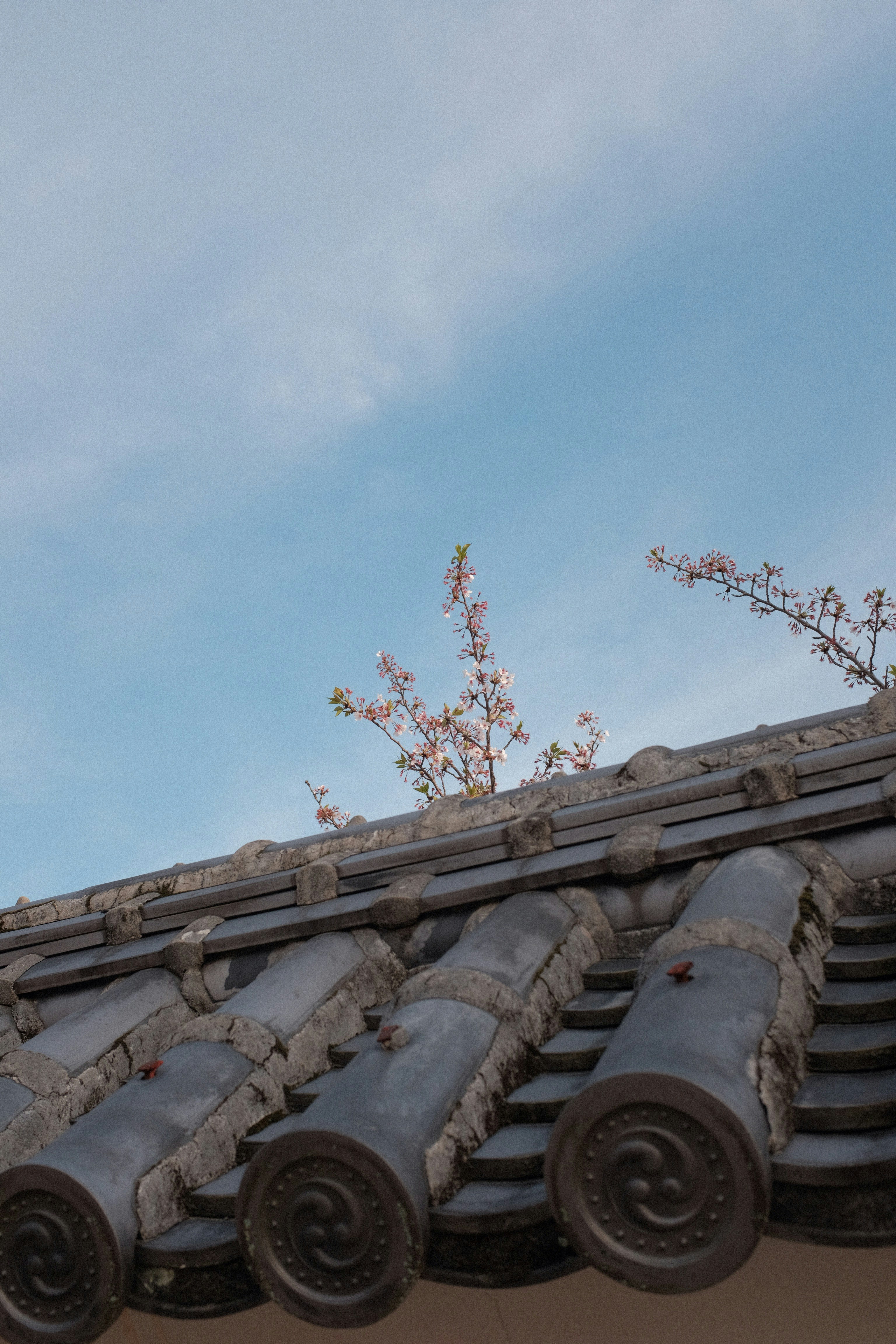 pink flower on brown roof