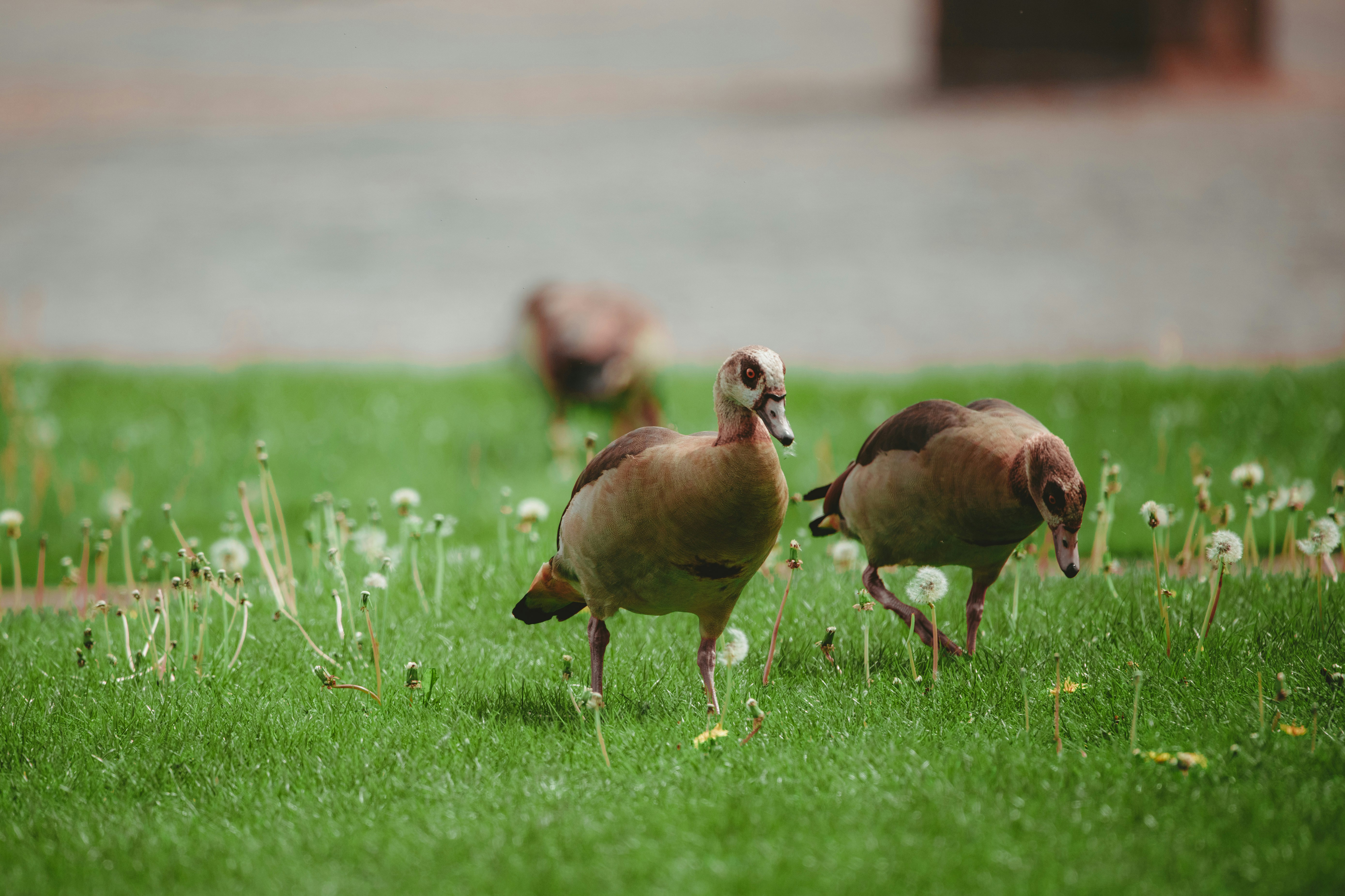 Egyptian geese foraging on a lush green lawn dotted with dandelions. The scene captures their natural behavior in a vibrant setting.