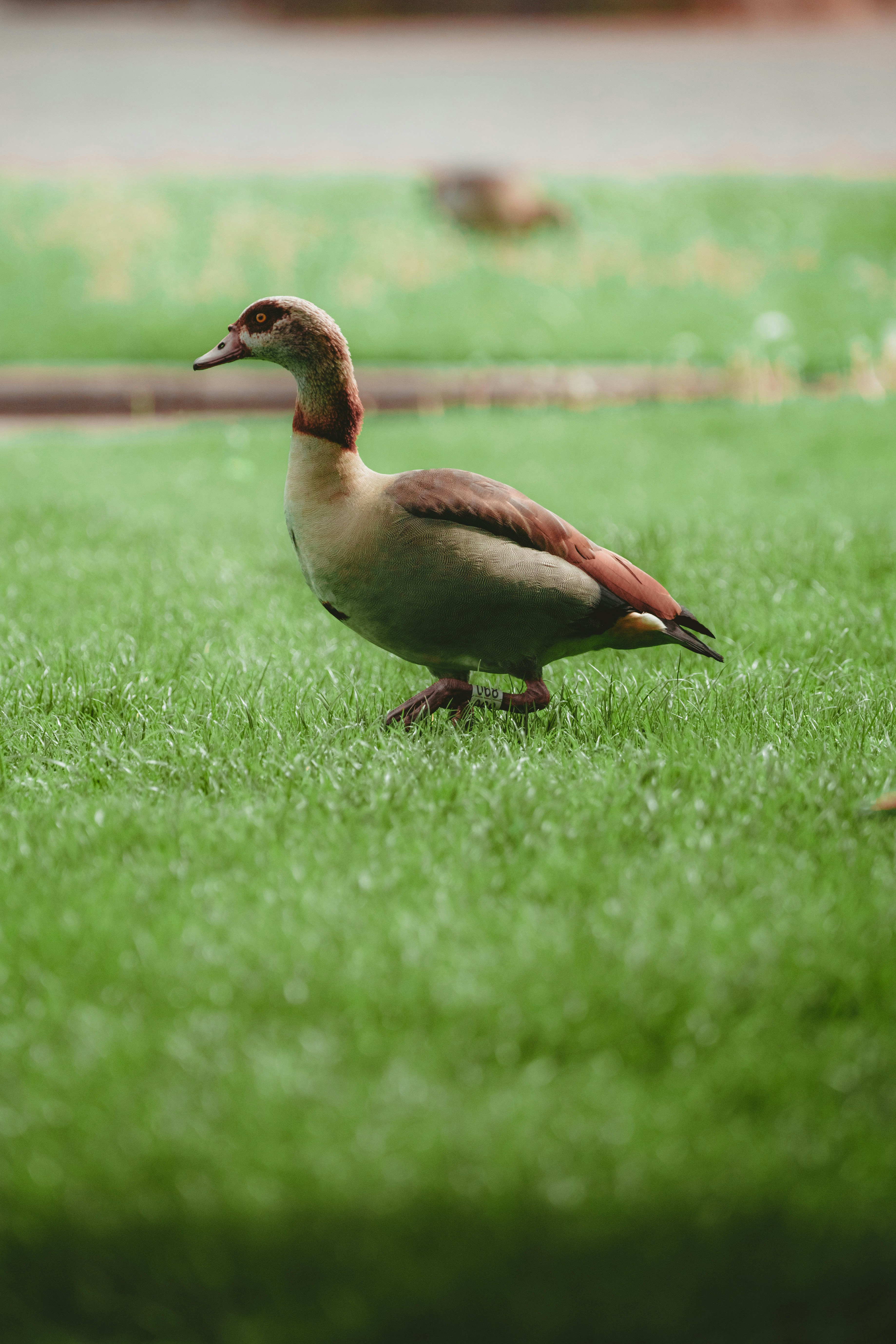 Eurasian Egyptian goose strolling across a lush green lawn, showcasing its striking plumage and elegant posture.