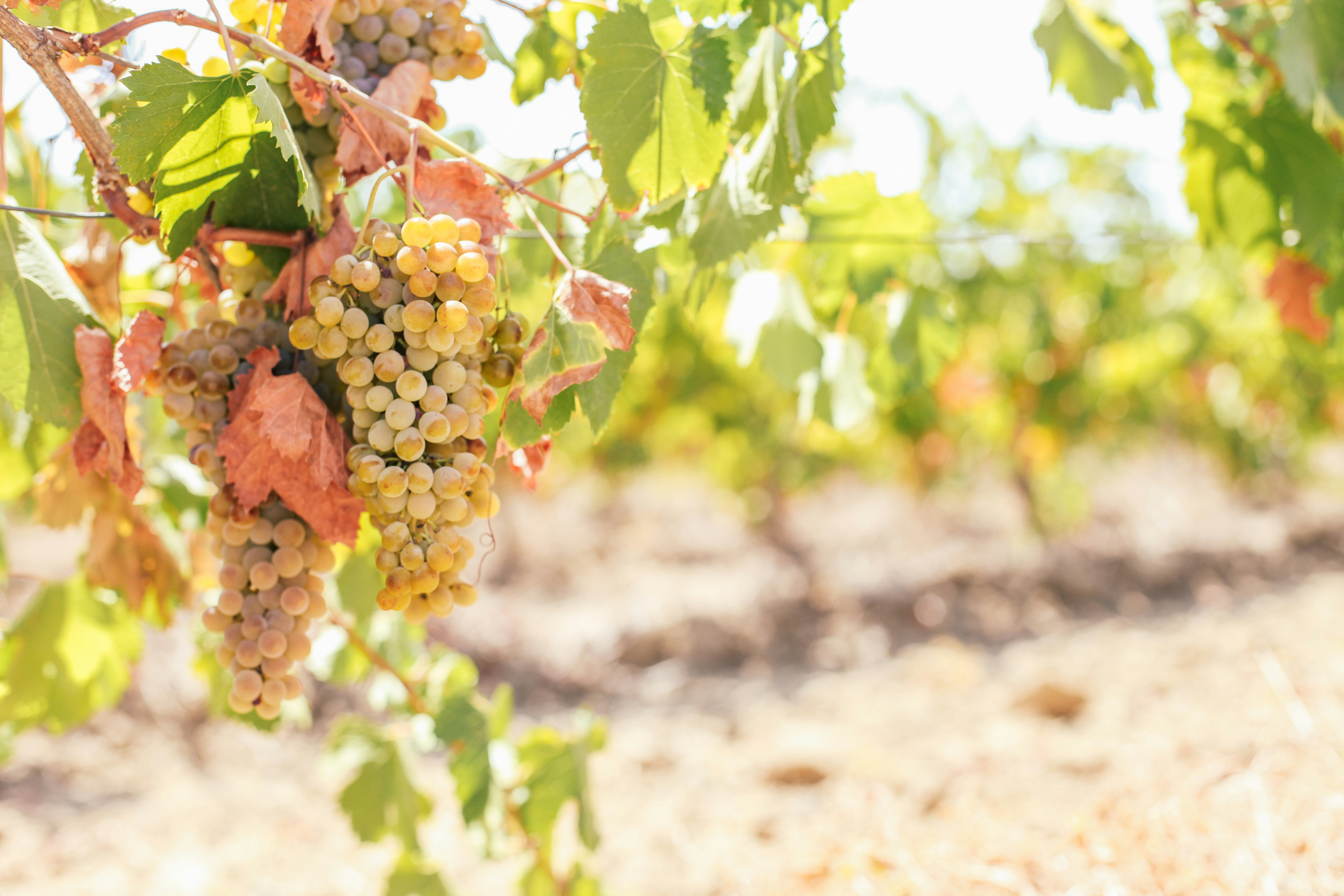 Amber-touched Grape Cluster in a Quiet Vineyard