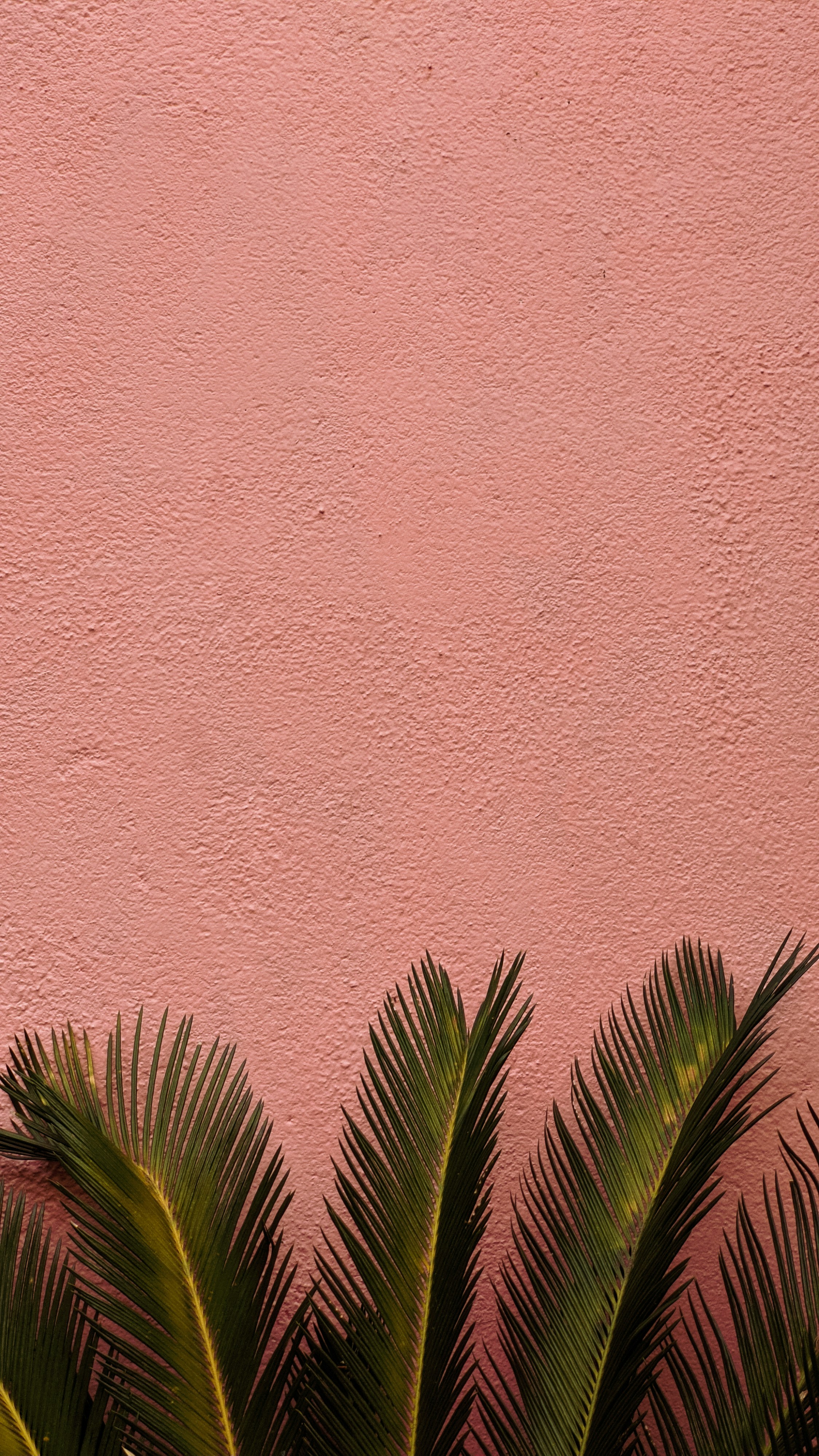 Vibrant green palm leaves contrast beautifully with a soft pink wall, creating a harmonious visual balance.