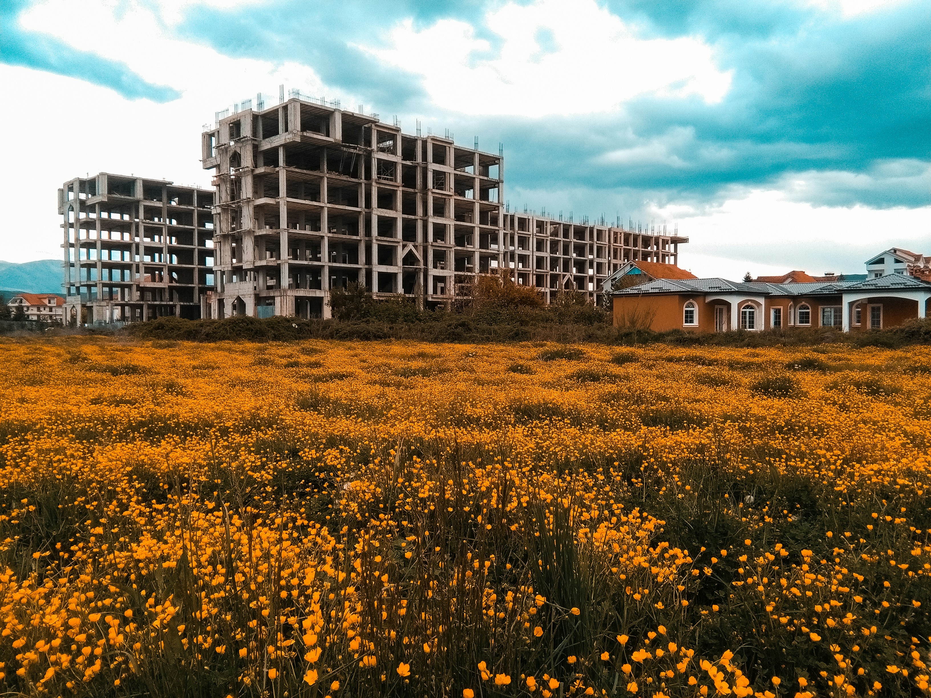 Vast field of yellow wildflowers in the foreground leads the eye toward skeletal concrete buildings under a moody, overcast sky.