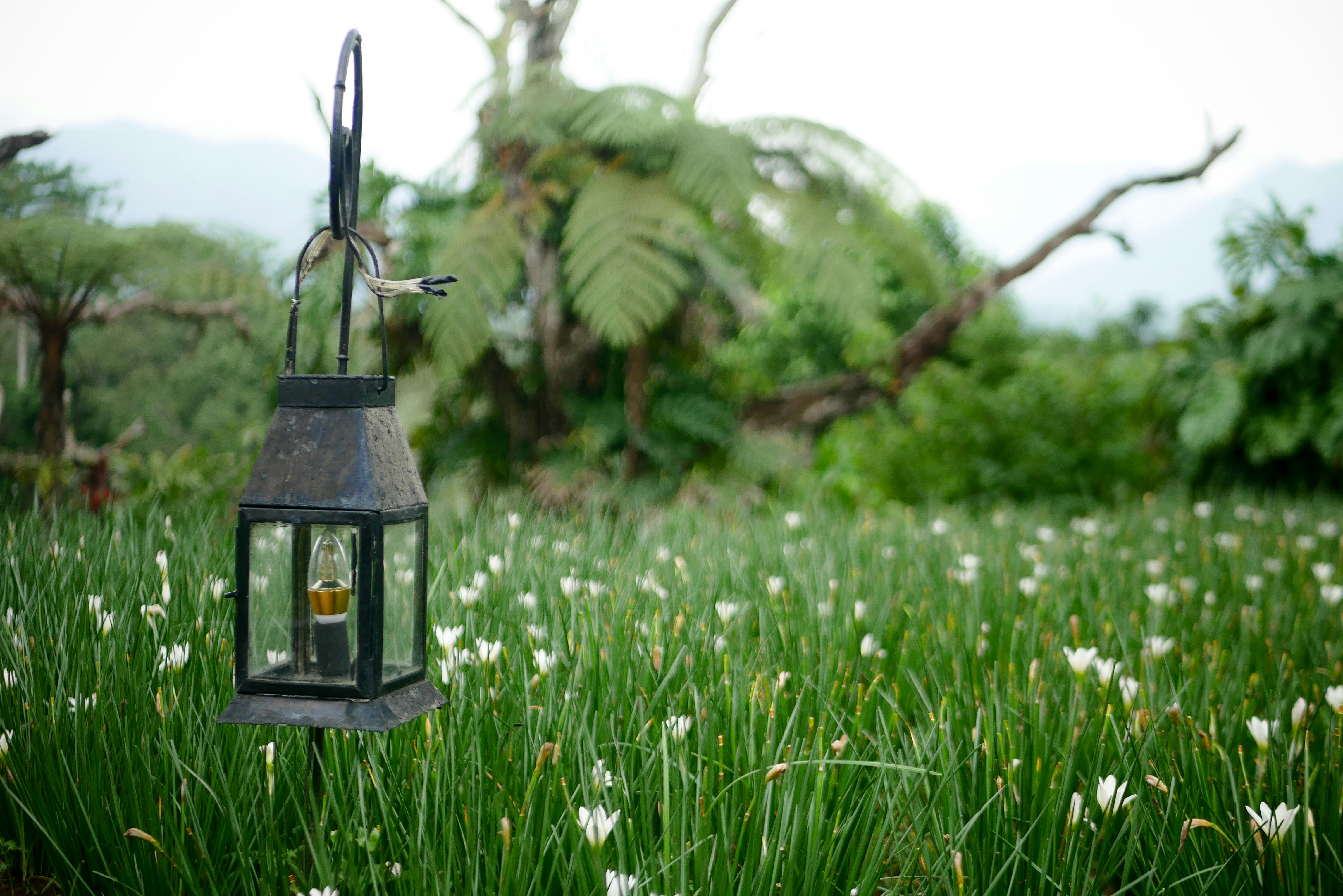 A vintage lantern hangs gracefully among lush green grass and delicate white flowers, set against a serene natural backdrop. The scene evokes a sense of tranquility and warmth.