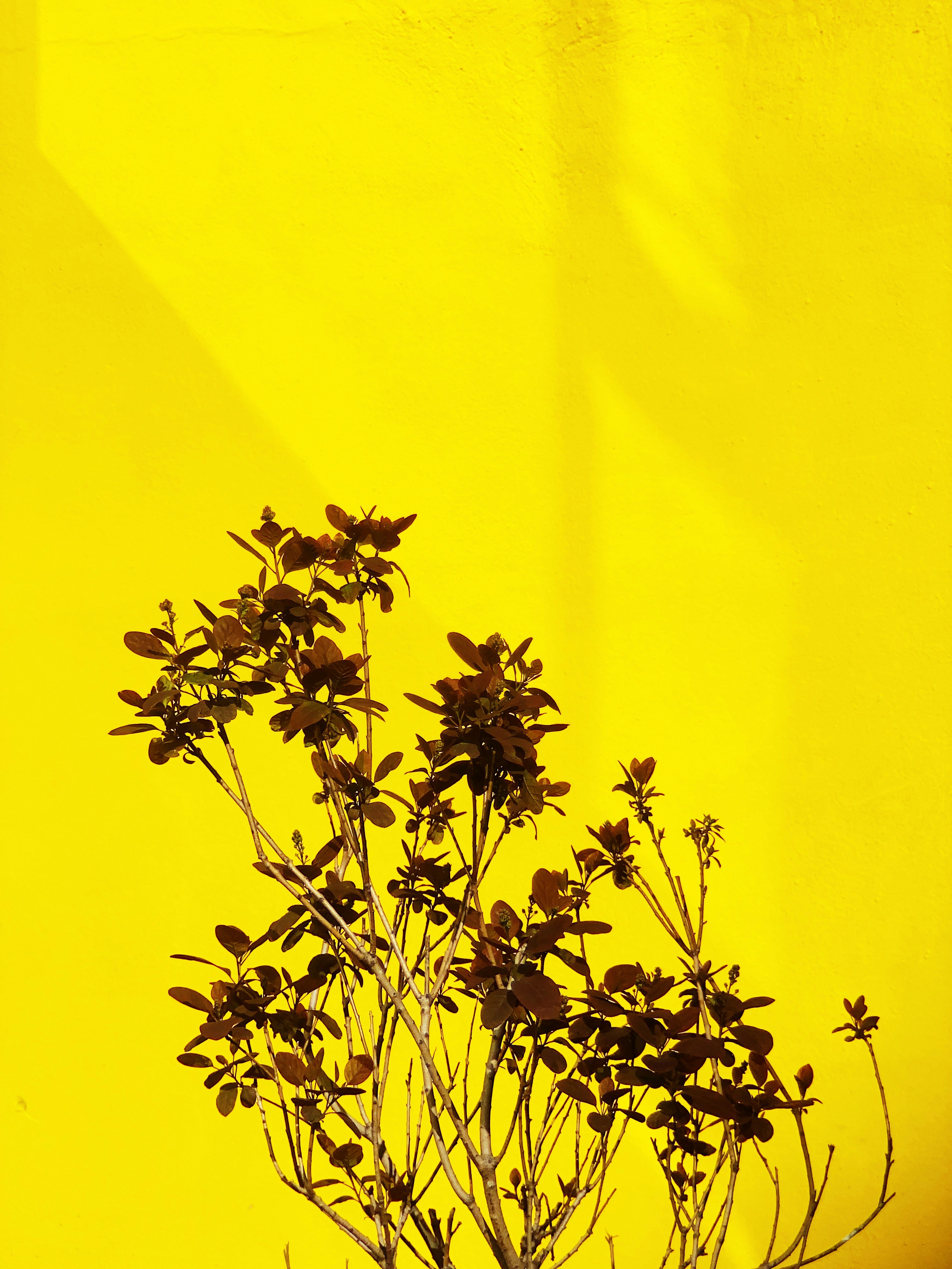 A dark-leaved shrub against a bold yellow wall, showcasing a striking contrast between organic form and vibrant color.