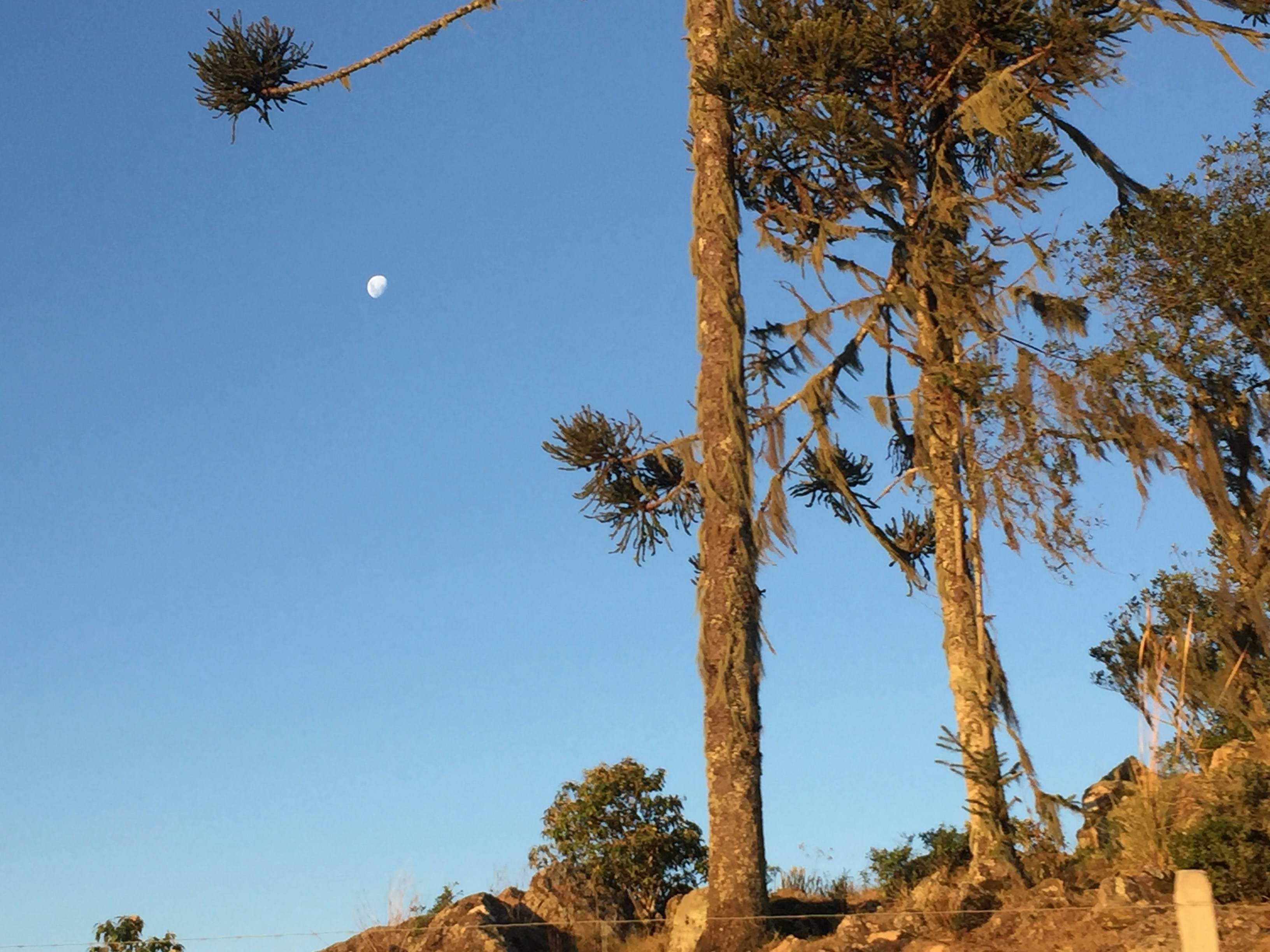 Tall trees reach towards a bright blue sky with the moon visible during daylight.