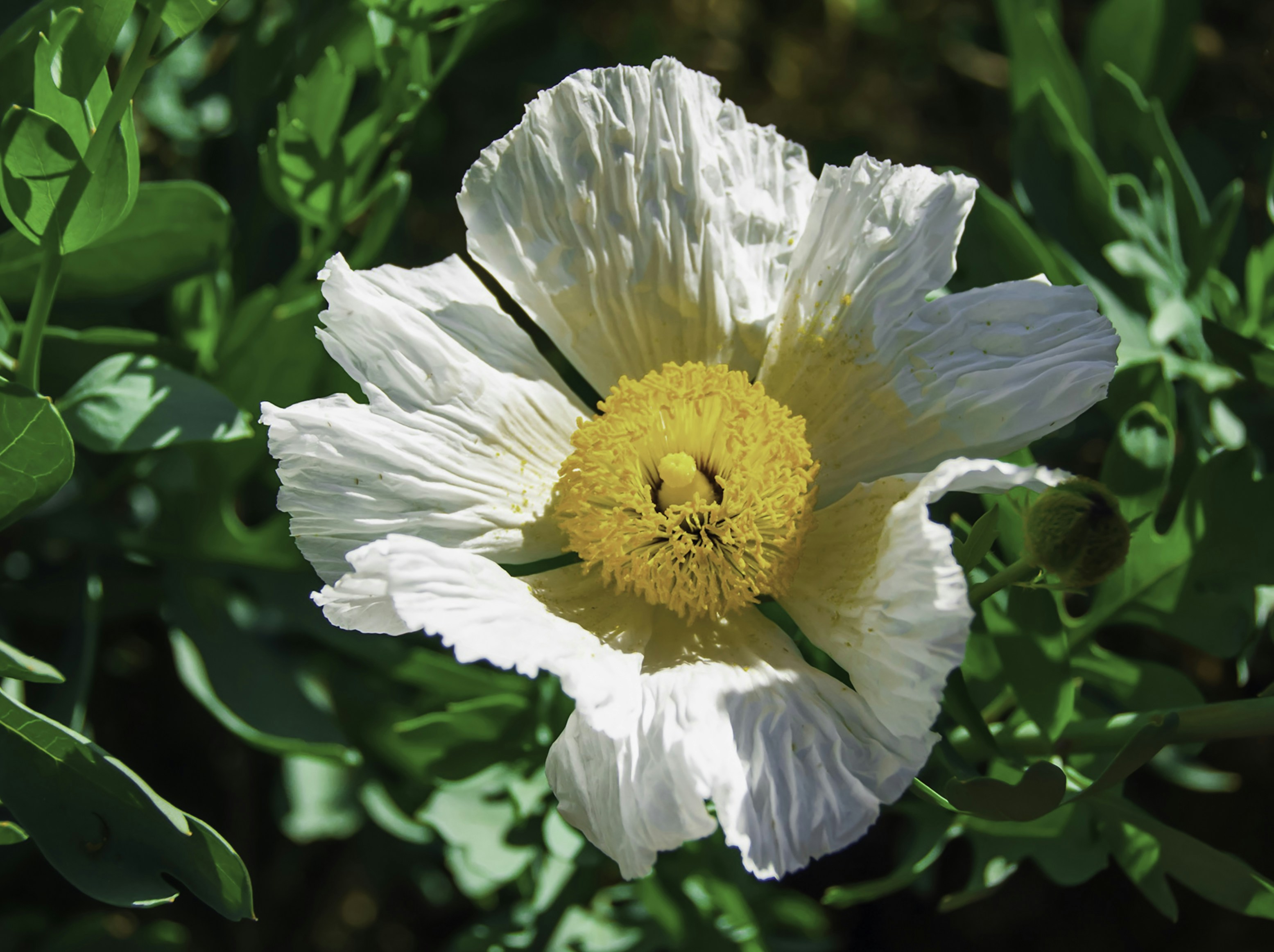 Fleur blanche à stigmate jaune photo – Photo Plante Gratuite sur Unsplash