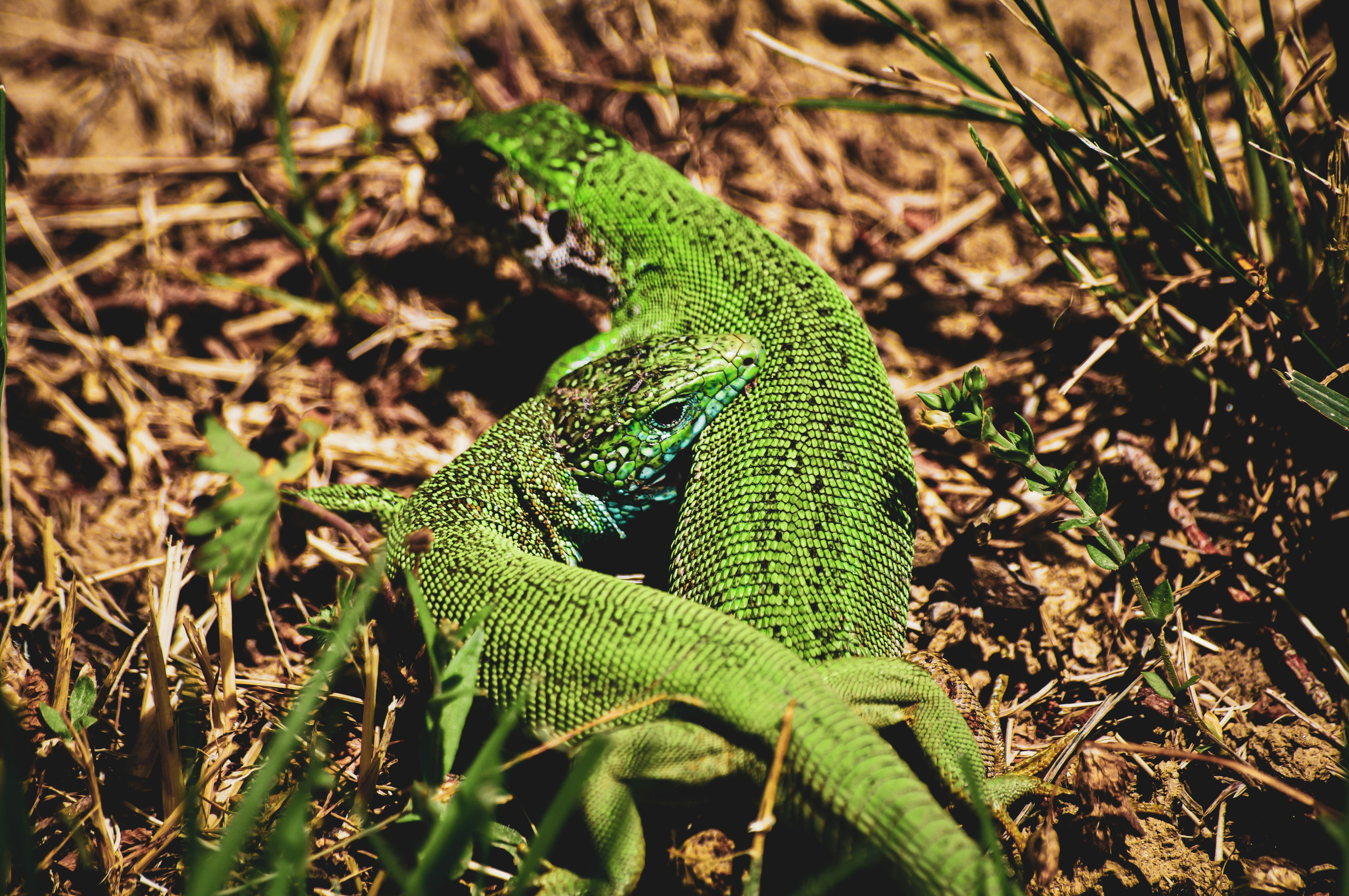 Two vibrant green lizards intertwined on the ground, showcasing their intricate scales and natural habitat.