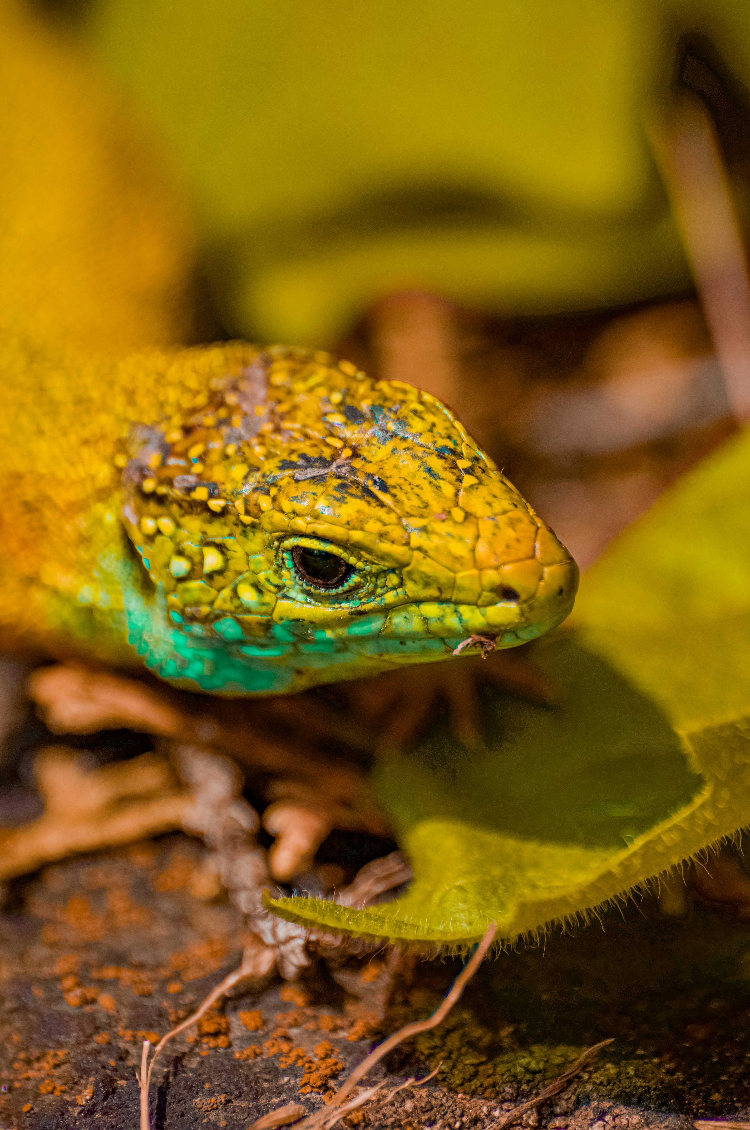 Colorful Emerald Lizard Stare Among Yellow Leaves
