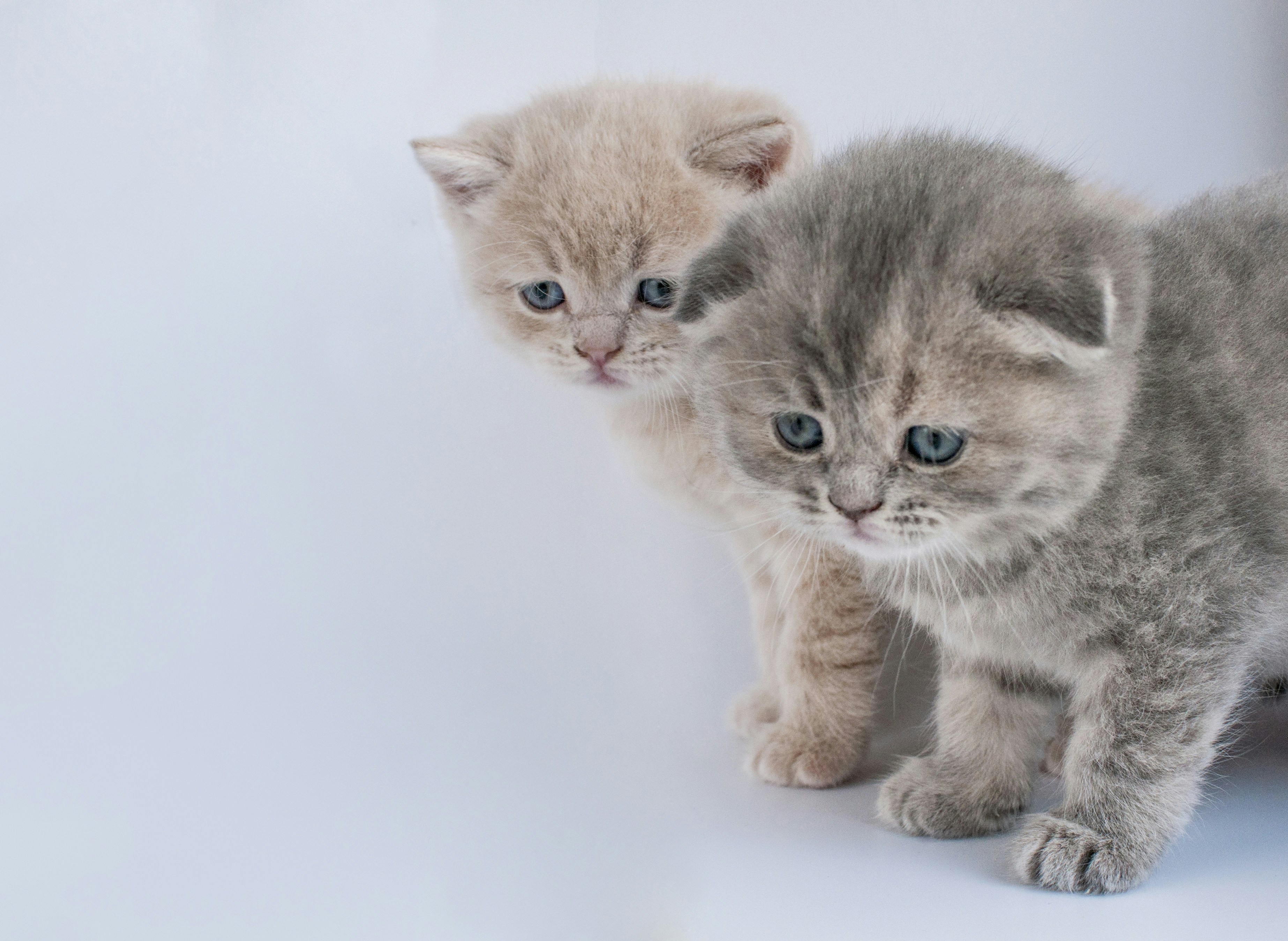 Orange tabby kitten on white surface photo – Free Cat Image on Unsplash