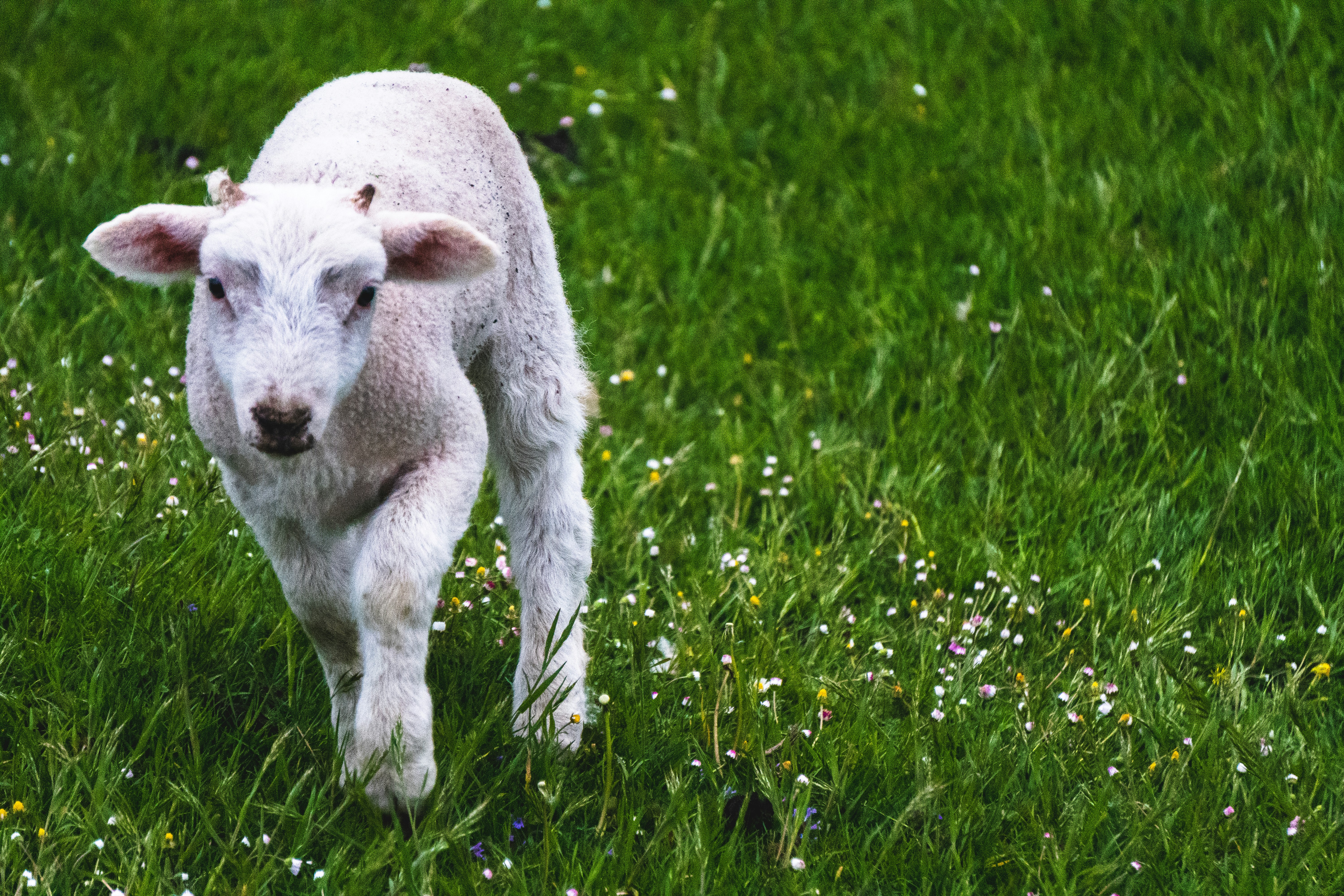 A lamb is hunting a butterfly in a field