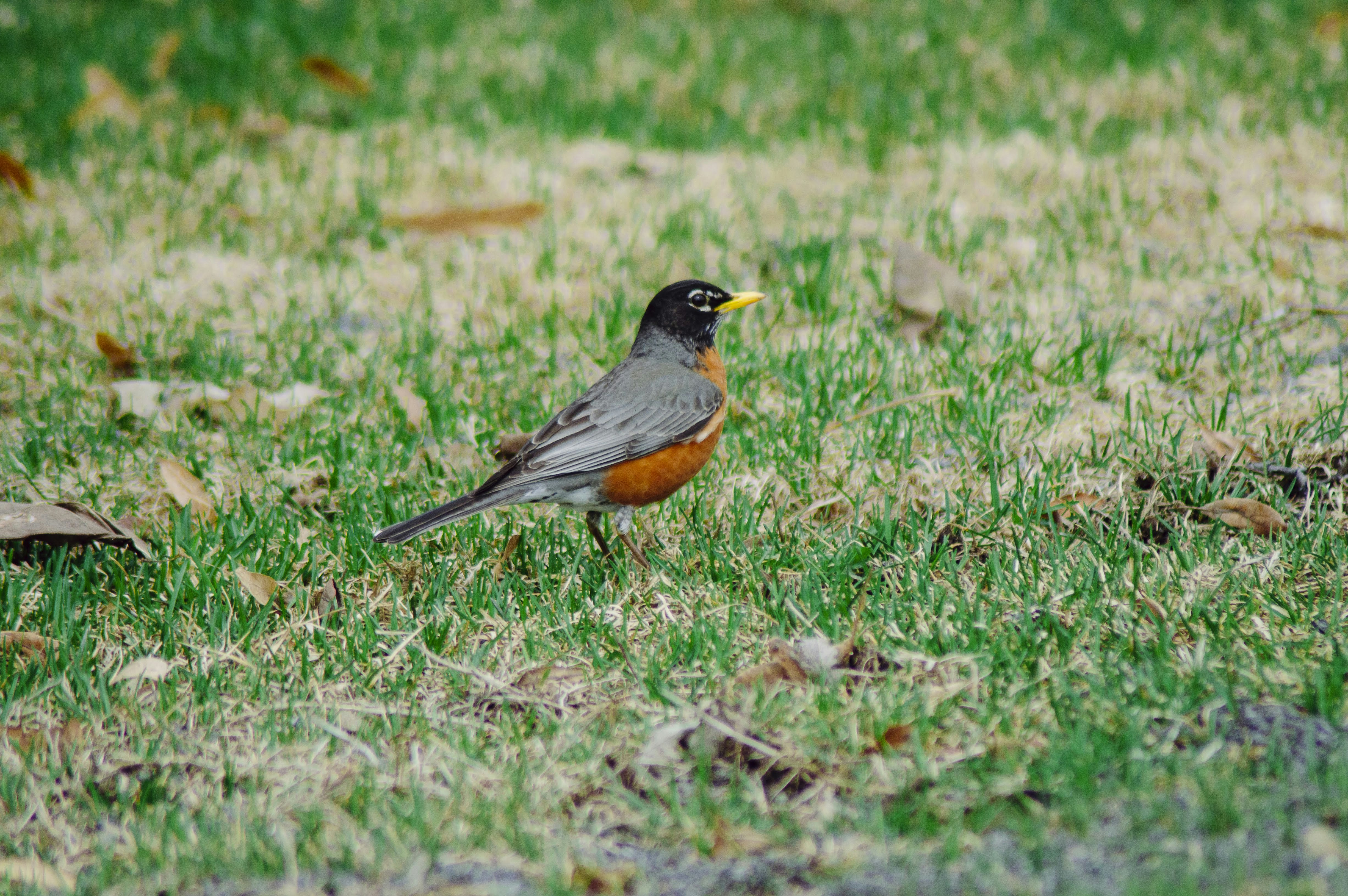 Rust-breasted Robin on a Dappled Lawn