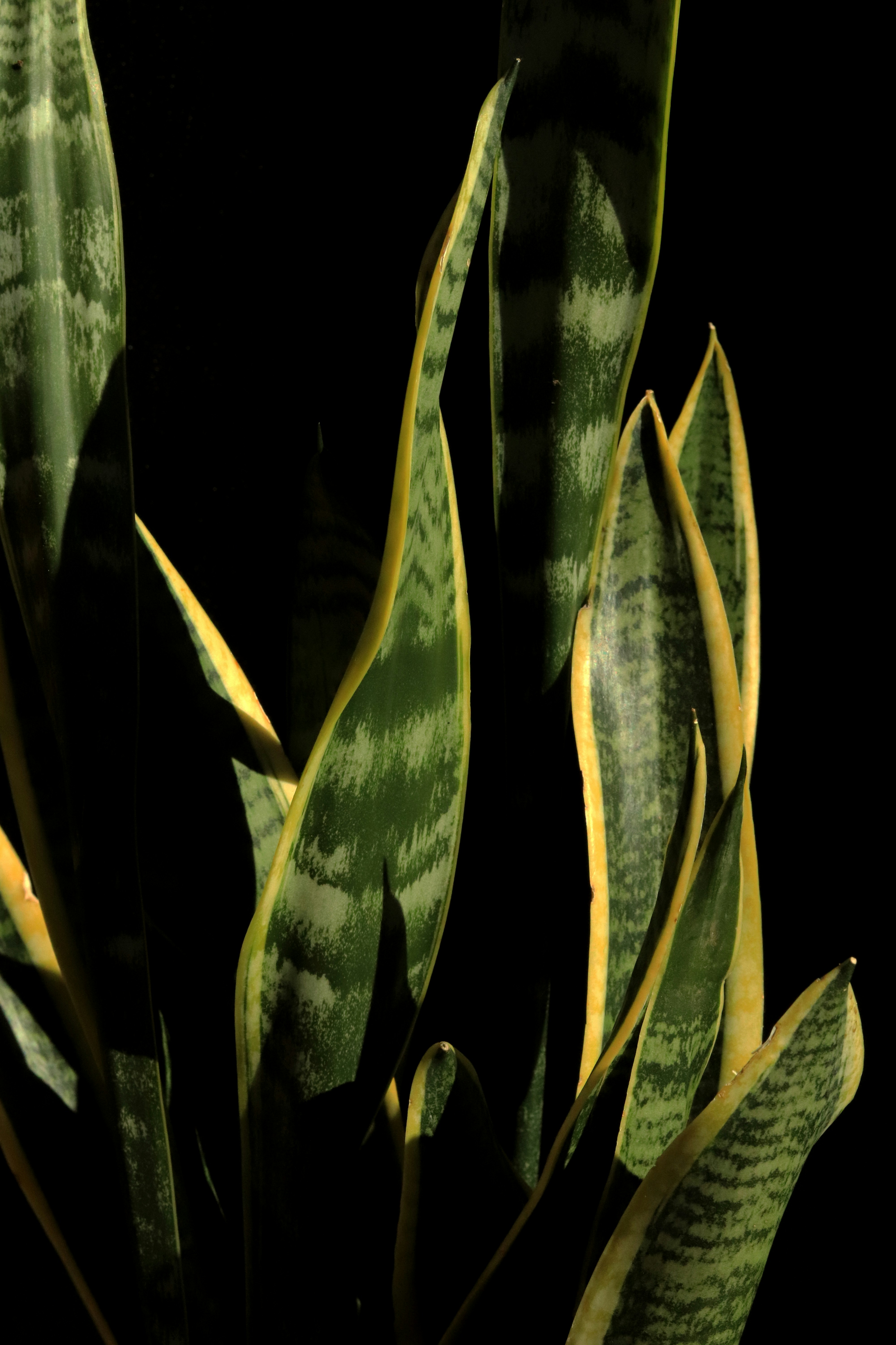 Close-up of vibrant snake plant leaves illuminated against a dark backdrop, showcasing their unique patterns and textures.