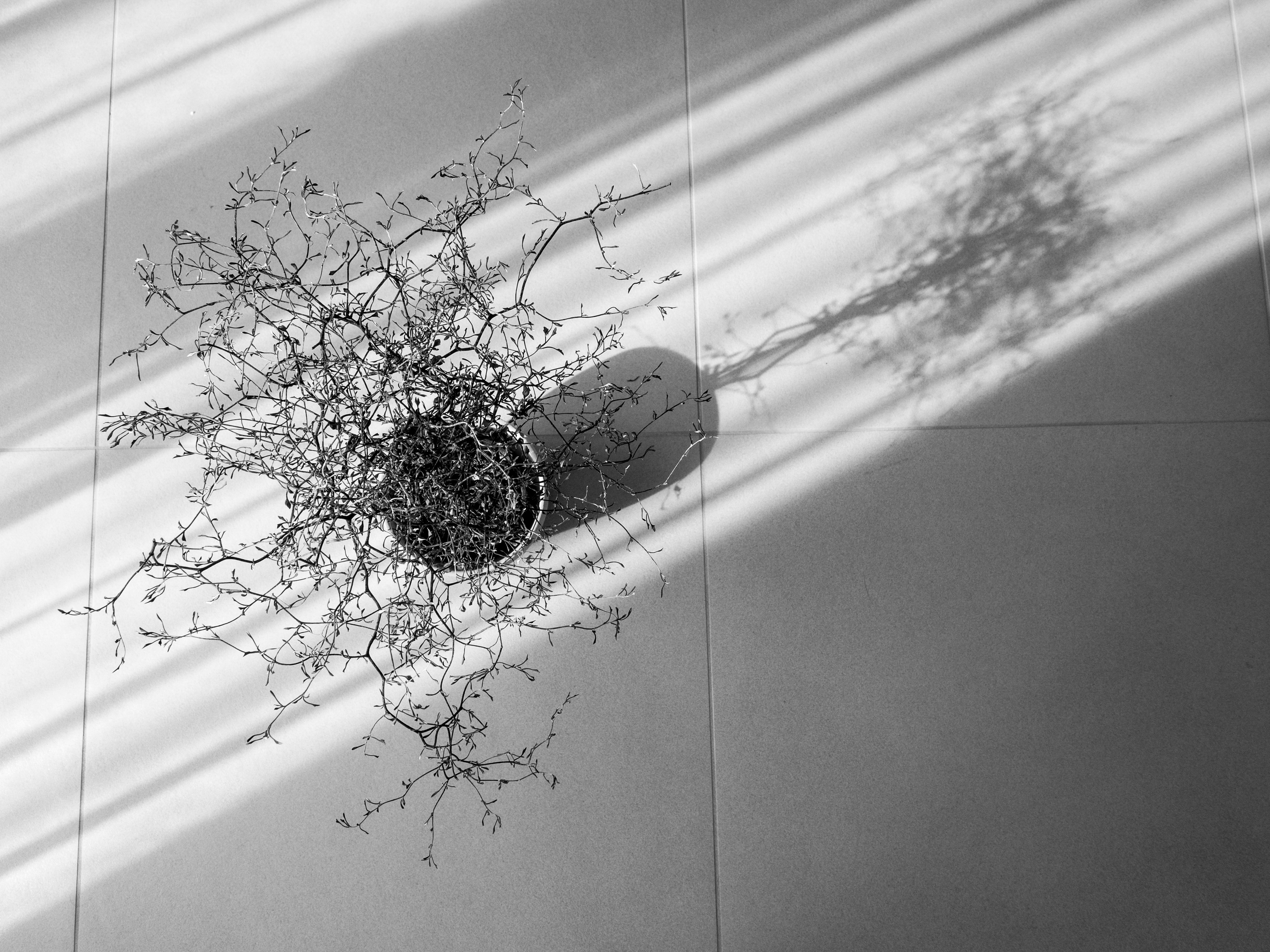 Grayscale photo of spider web on glass window photo – Free Grey Image ...